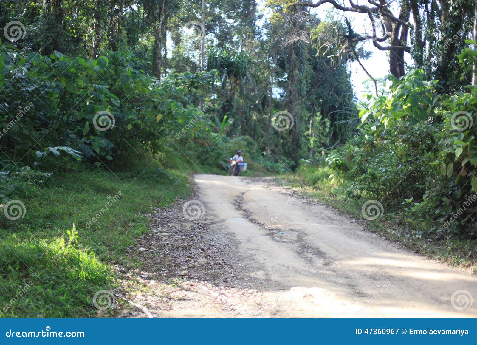 Man Riding on Path Leads into the Trees in Forest Stock Image - Image ...
