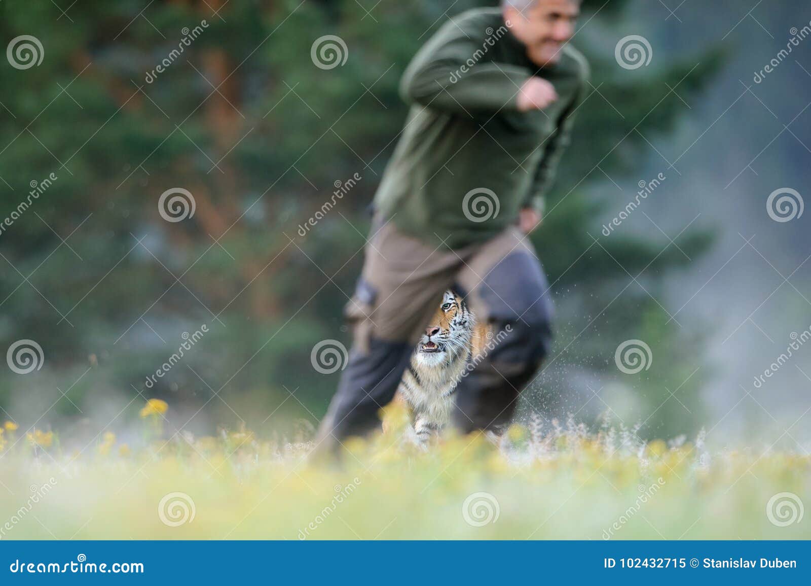 Man Running Out before Tiger Stock Image - Image of animal, siberia ...