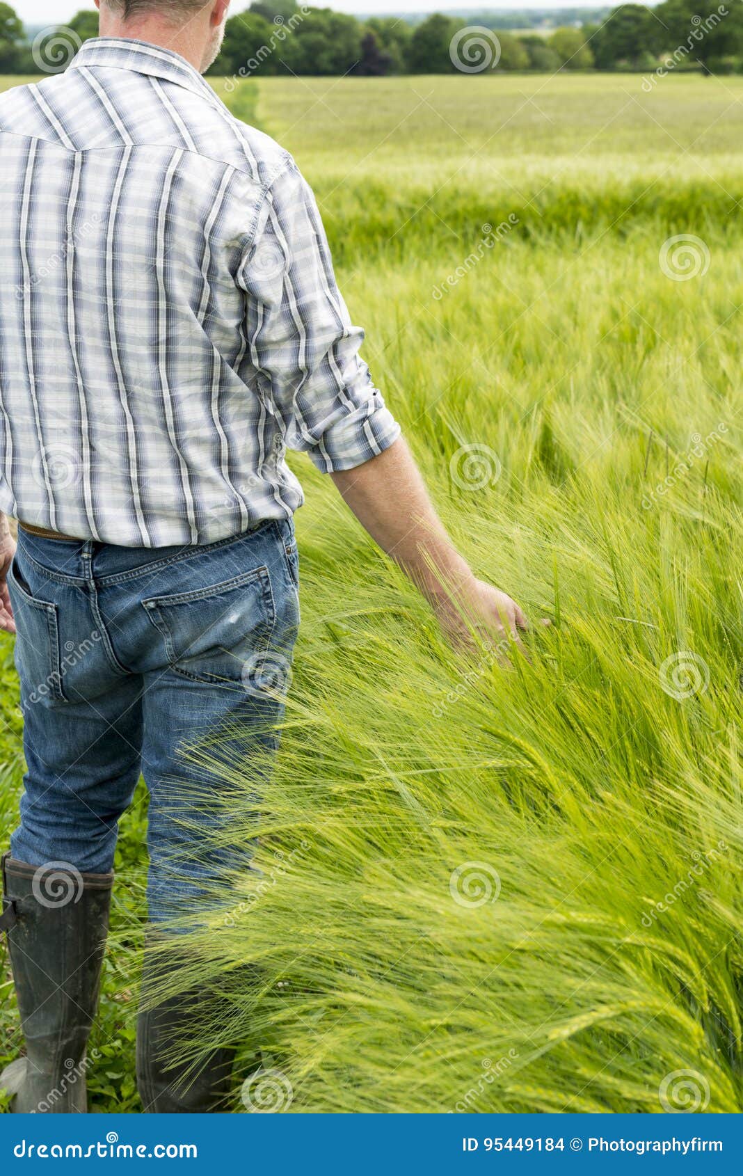 Man Running His Hands through Wheat Plants Stock Photo - Image of ...