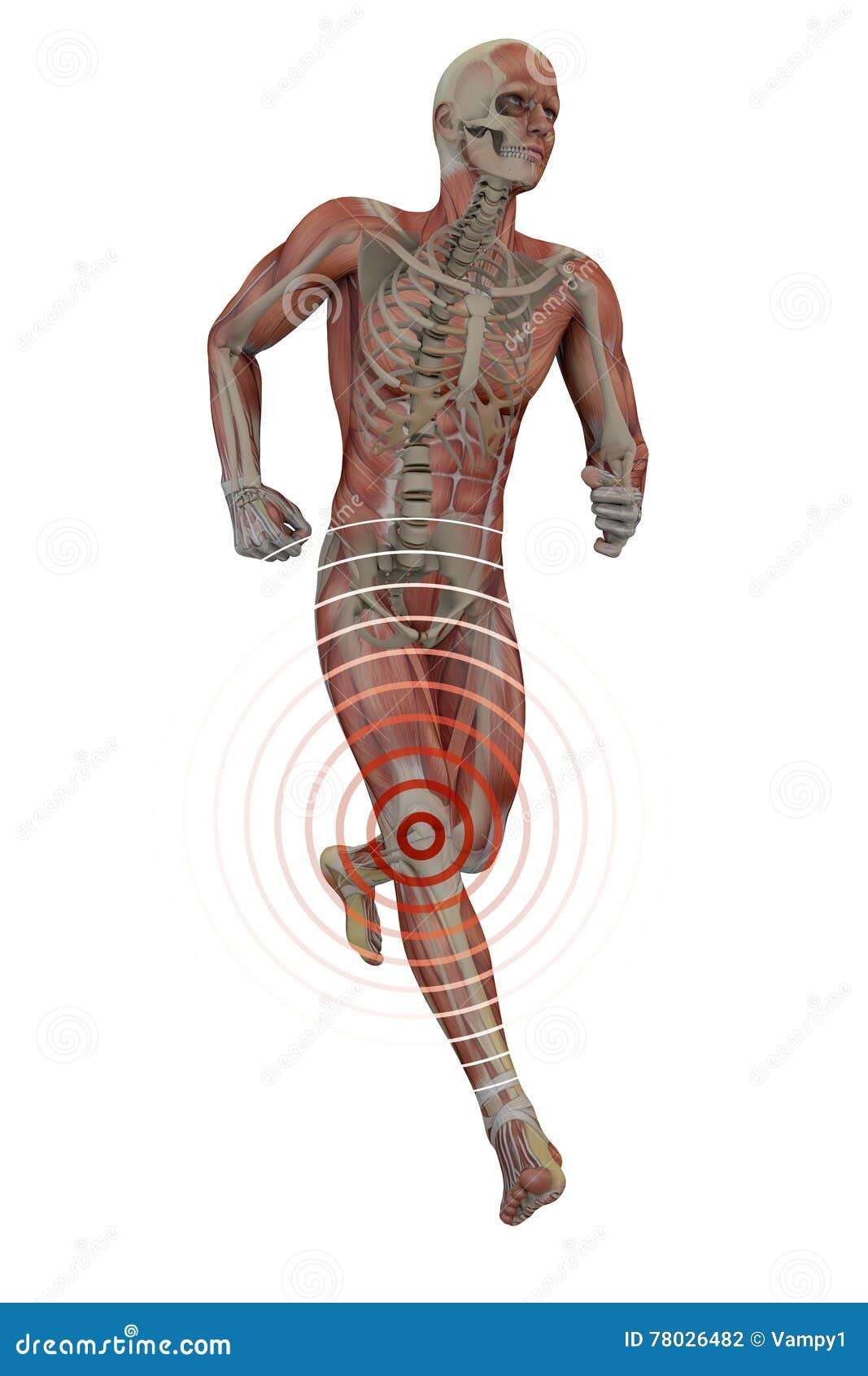 Skeleton And Muscles Diagram. Vector Illustration | CartoonDealer.com ...