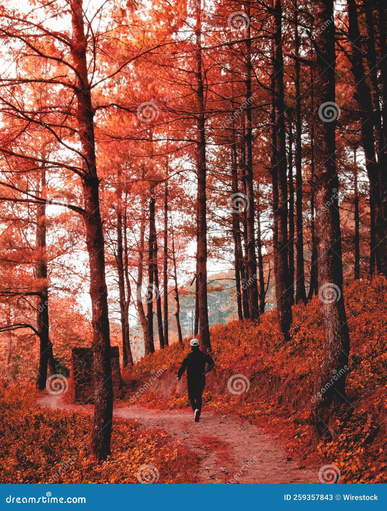 Man Running on a Pathway through an Autumn Forest with Red Leaves ...