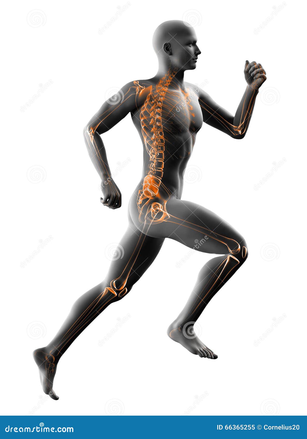Man running x-ray on white stock illustration. Illustration of anatomy ...