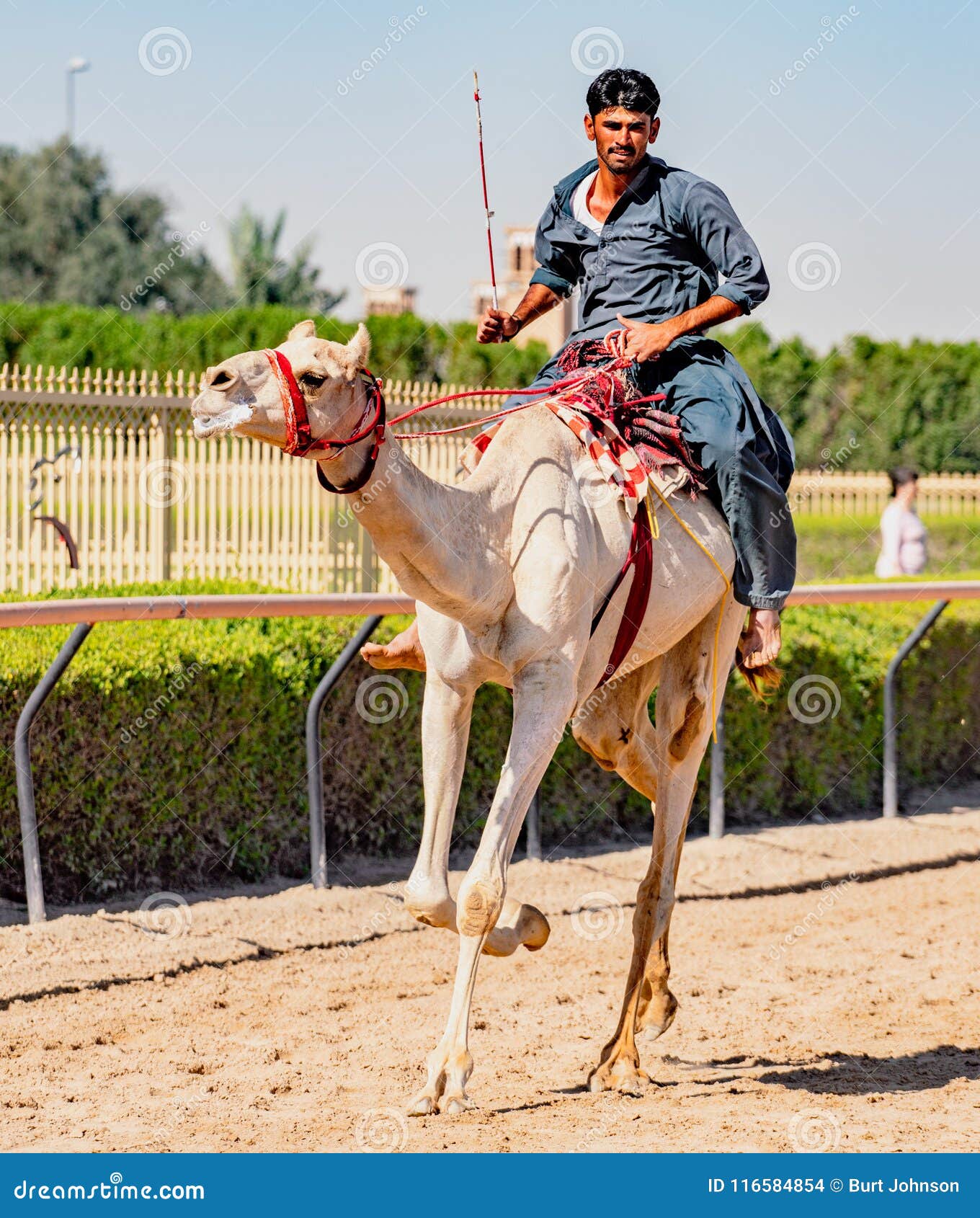 Man Runs Camel during Training for Races Editorial Stock Image - Image ...
