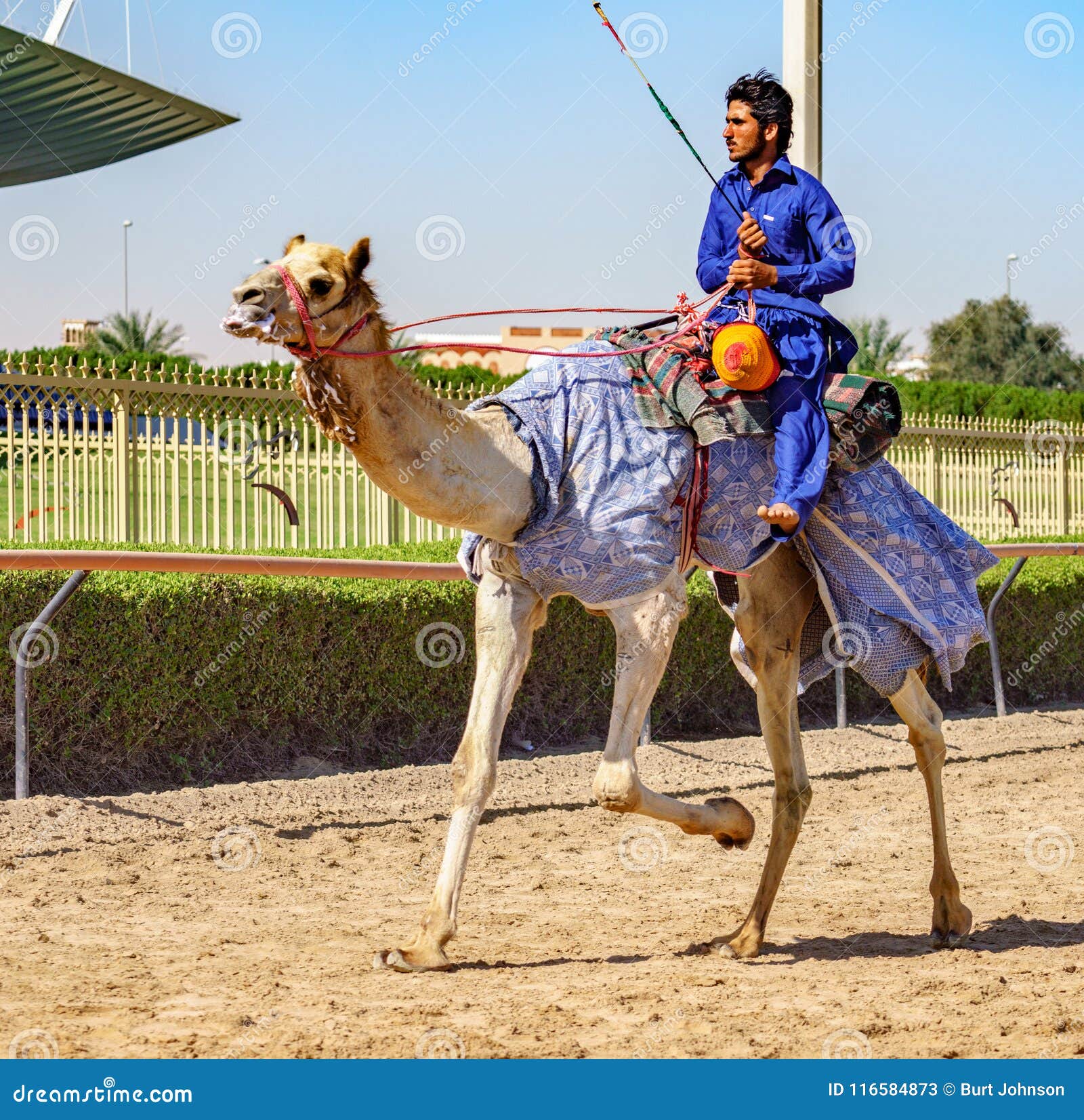 Man Runs Camel during Training for Races Editorial Stock Photo - Image ...