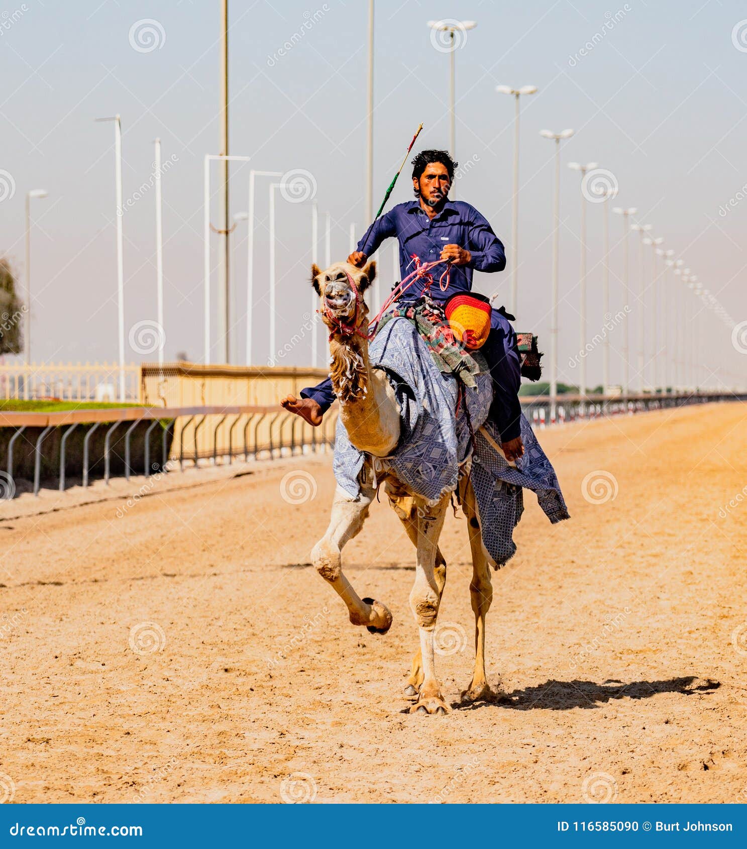 Man Runs Camel during Training for Races Editorial Image - Image of ...
