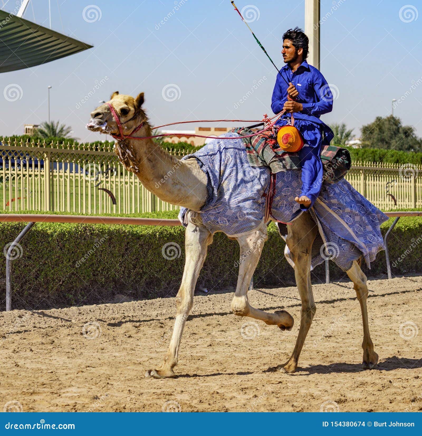 Man Runs Camel during Training for Races Editorial Stock Image - Image ...