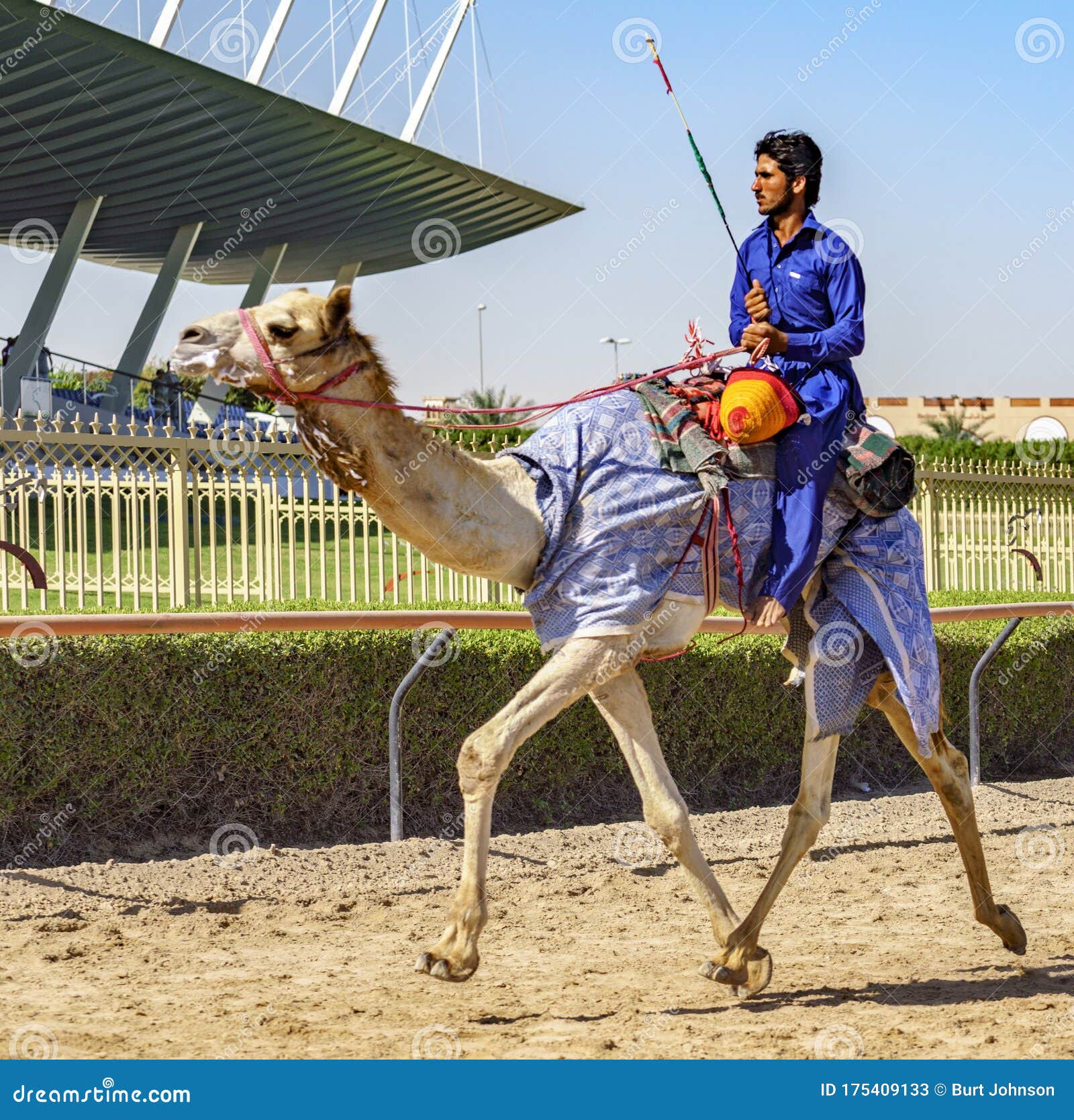 Man Runs Camel during Training for Races Editorial Stock Photo - Image ...