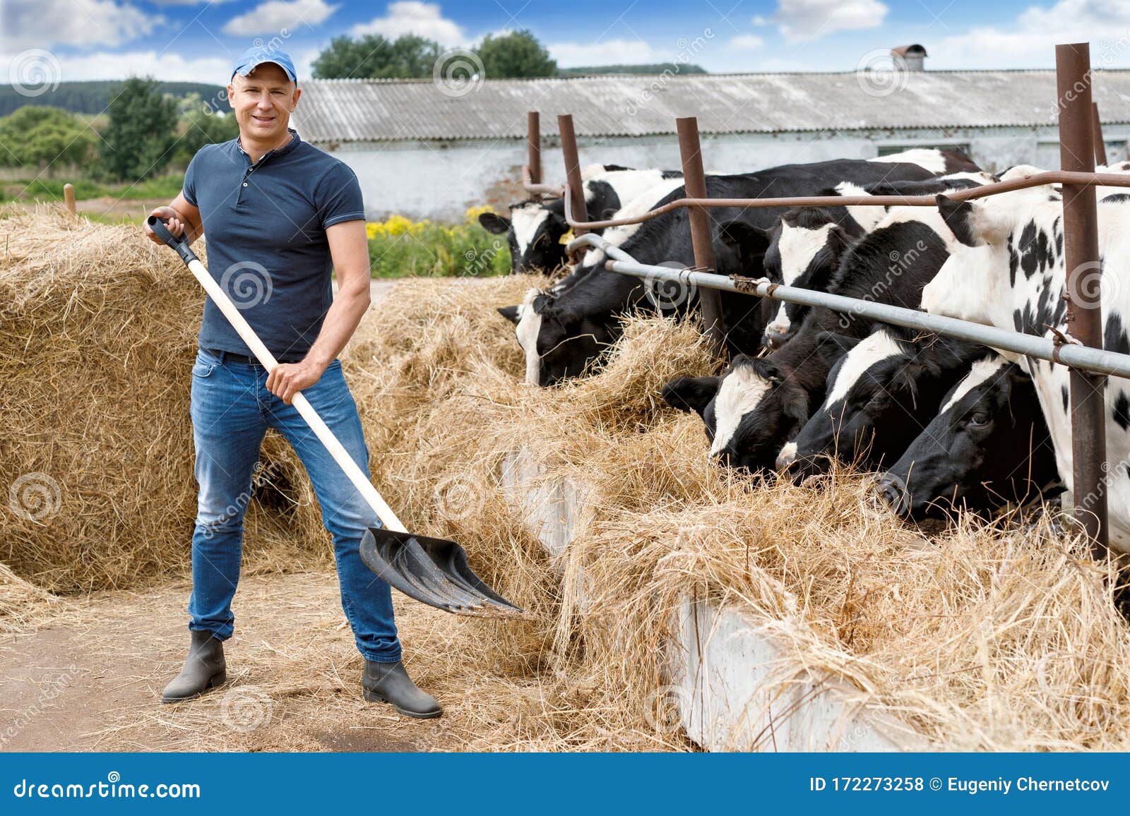 Man on Rural Farm with Dairy Cow. Stock Photo - Image of farm, bull ...