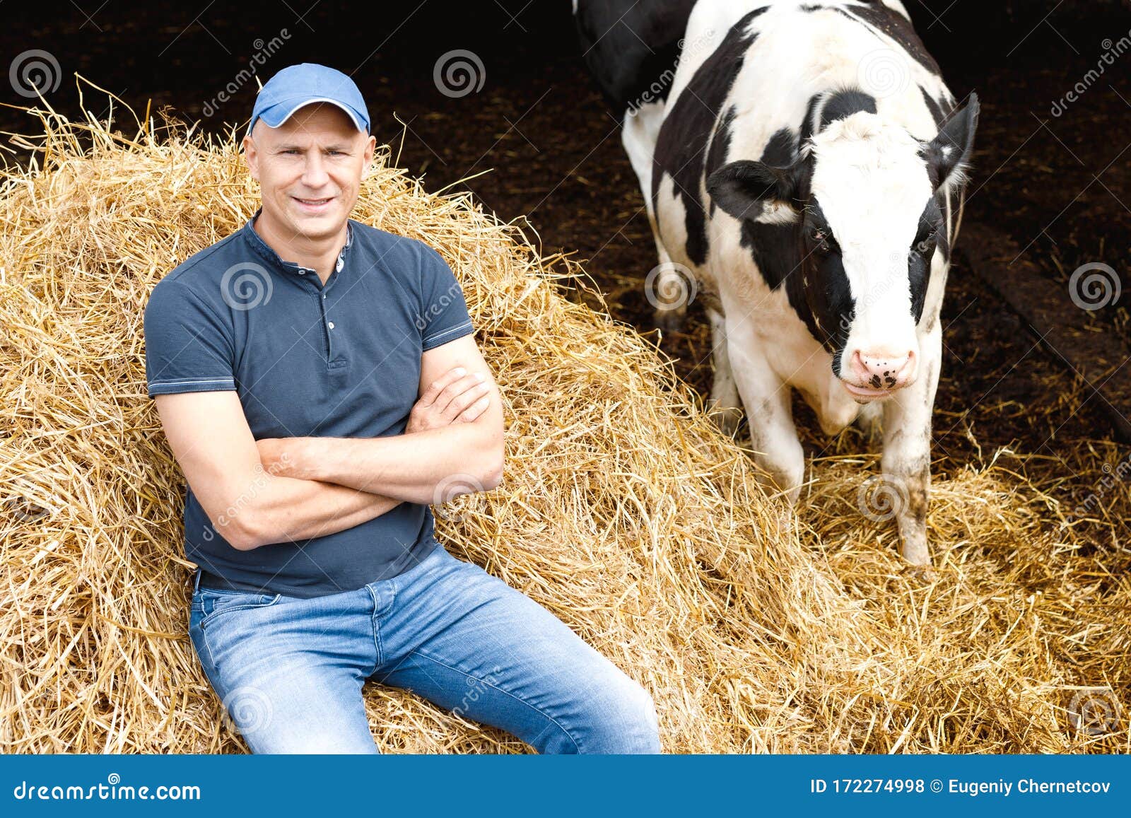 Man on Rural Farm with Dairy Cow. Stock Photo - Image of animals ...