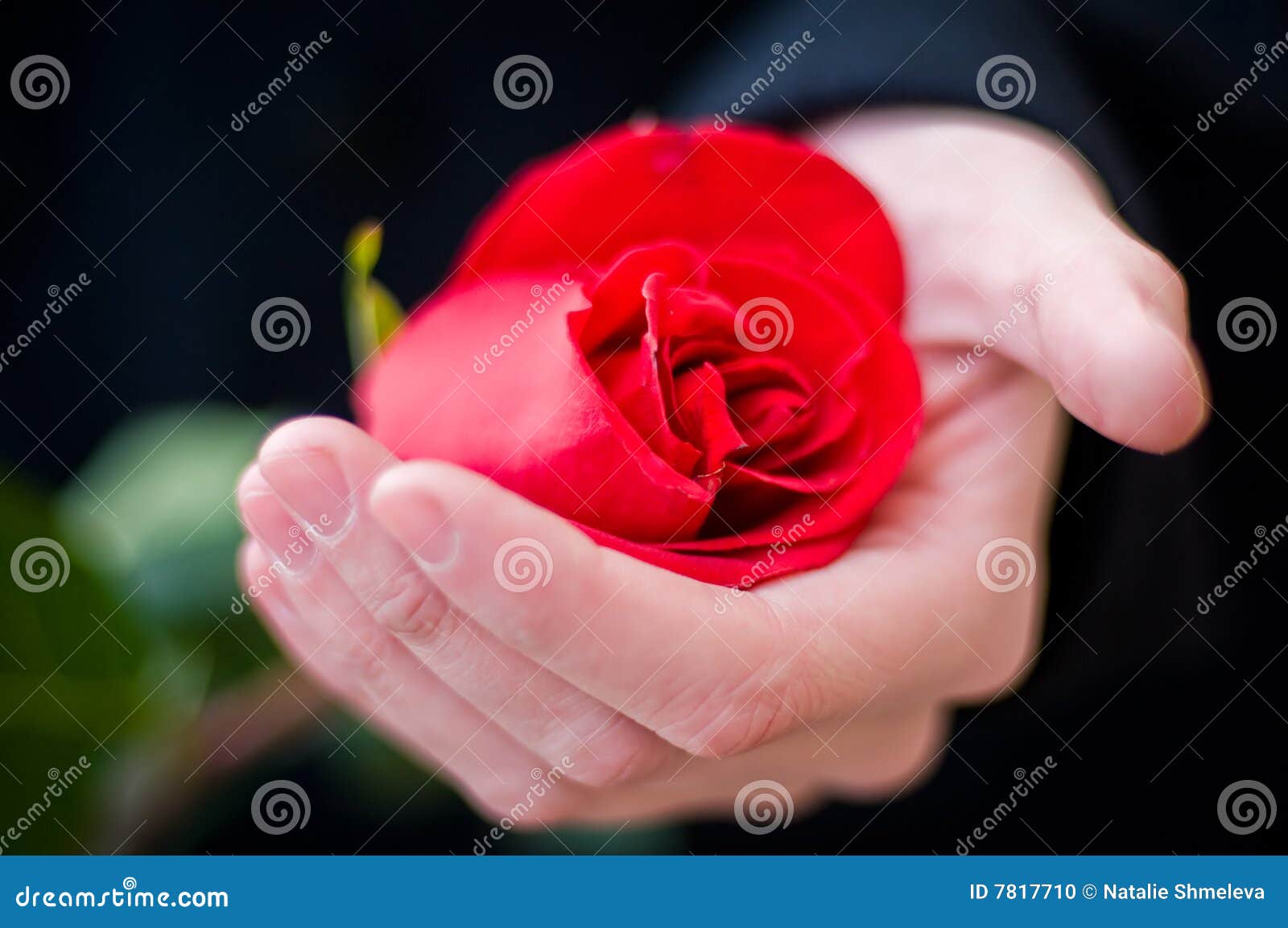Man s arm holding rose stock photo. Image of feeling, event - 7817710