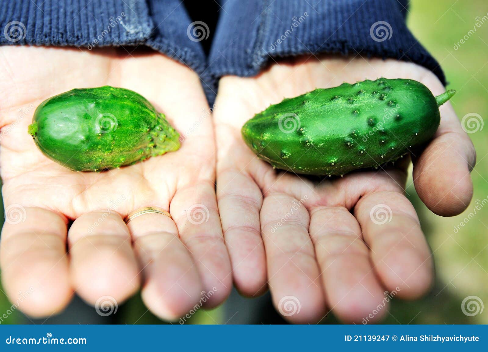 Man S Arms Holding Two Tiny Cucumbers Stock Image - Image of growth ...