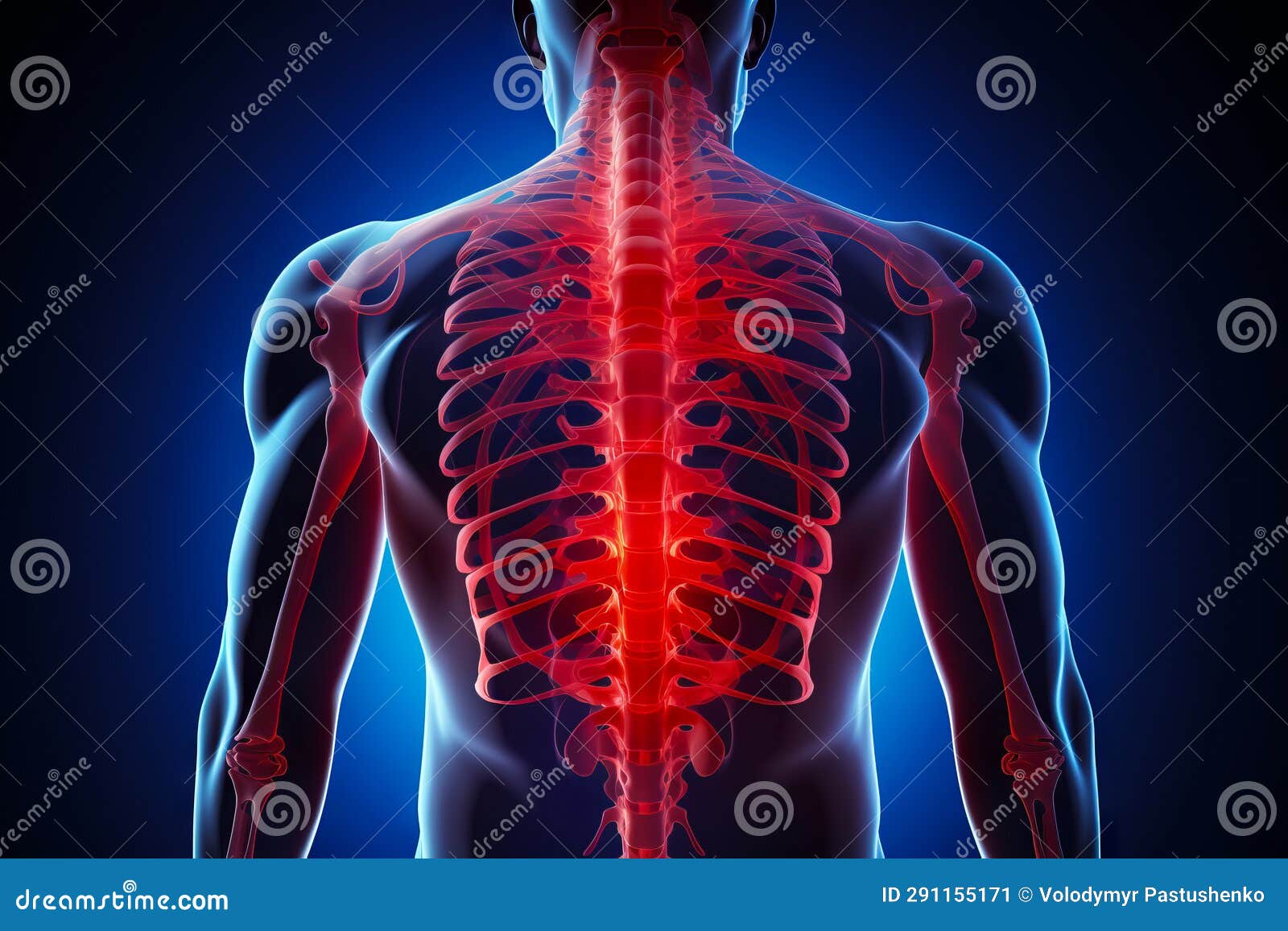 Man S Back with Highlighted Skeleton and Highlighted Bones. Generative ...