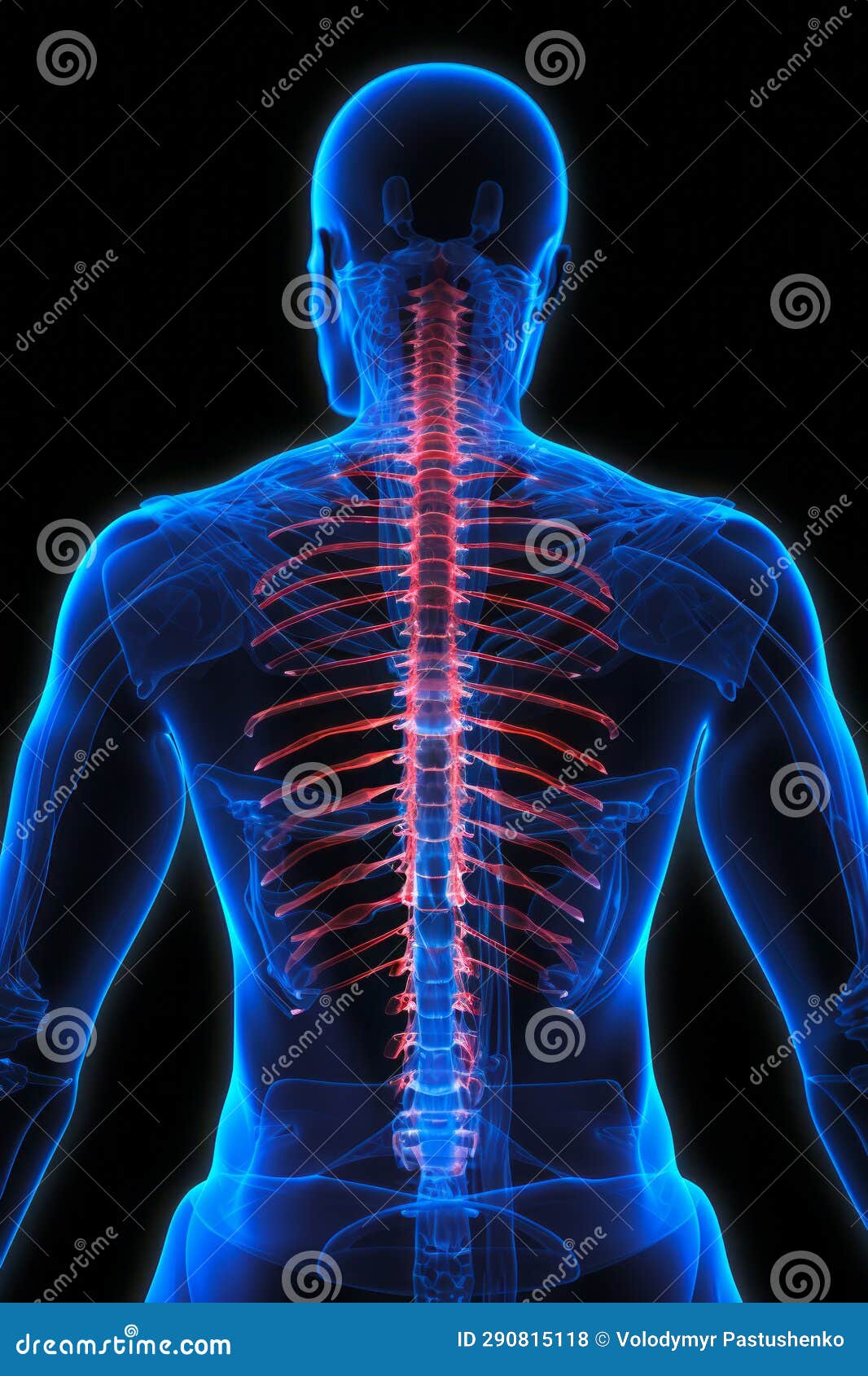 Man& X27;s Back with Highlighted Skeleton and Highlighted Bones ...