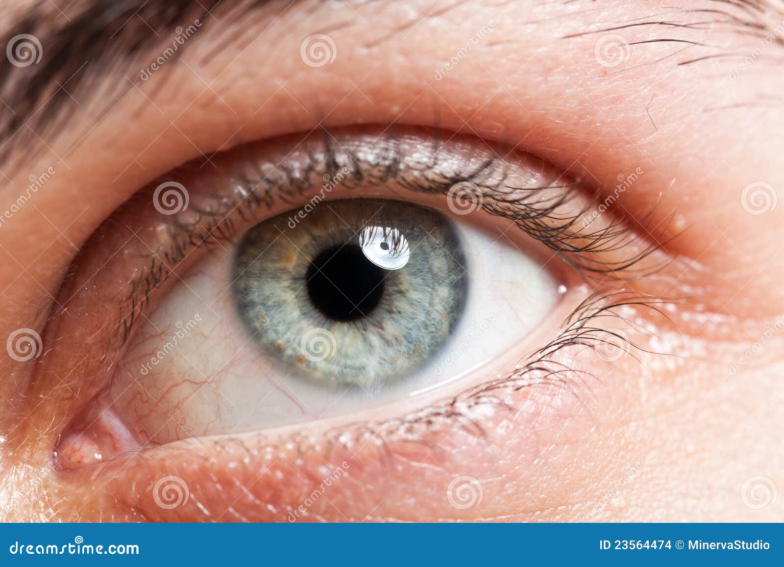 Man s eye stock photo. Image of eyelashes, color, blue - 23564474