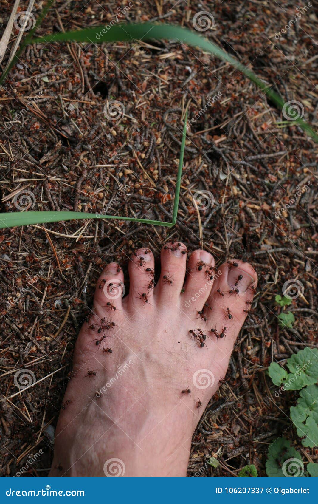 A man`s foot on an anthill stock image. Image of anthill - 106207337