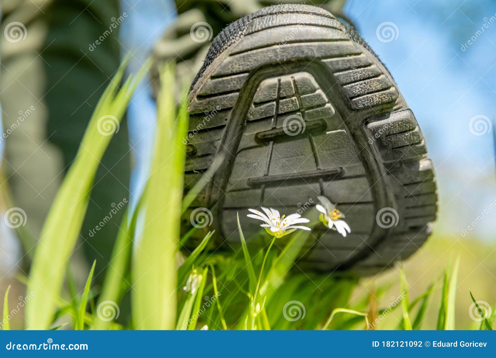 A Man`s Foot Steps on a Blooming Flower in the Forest. Humanity and the ...