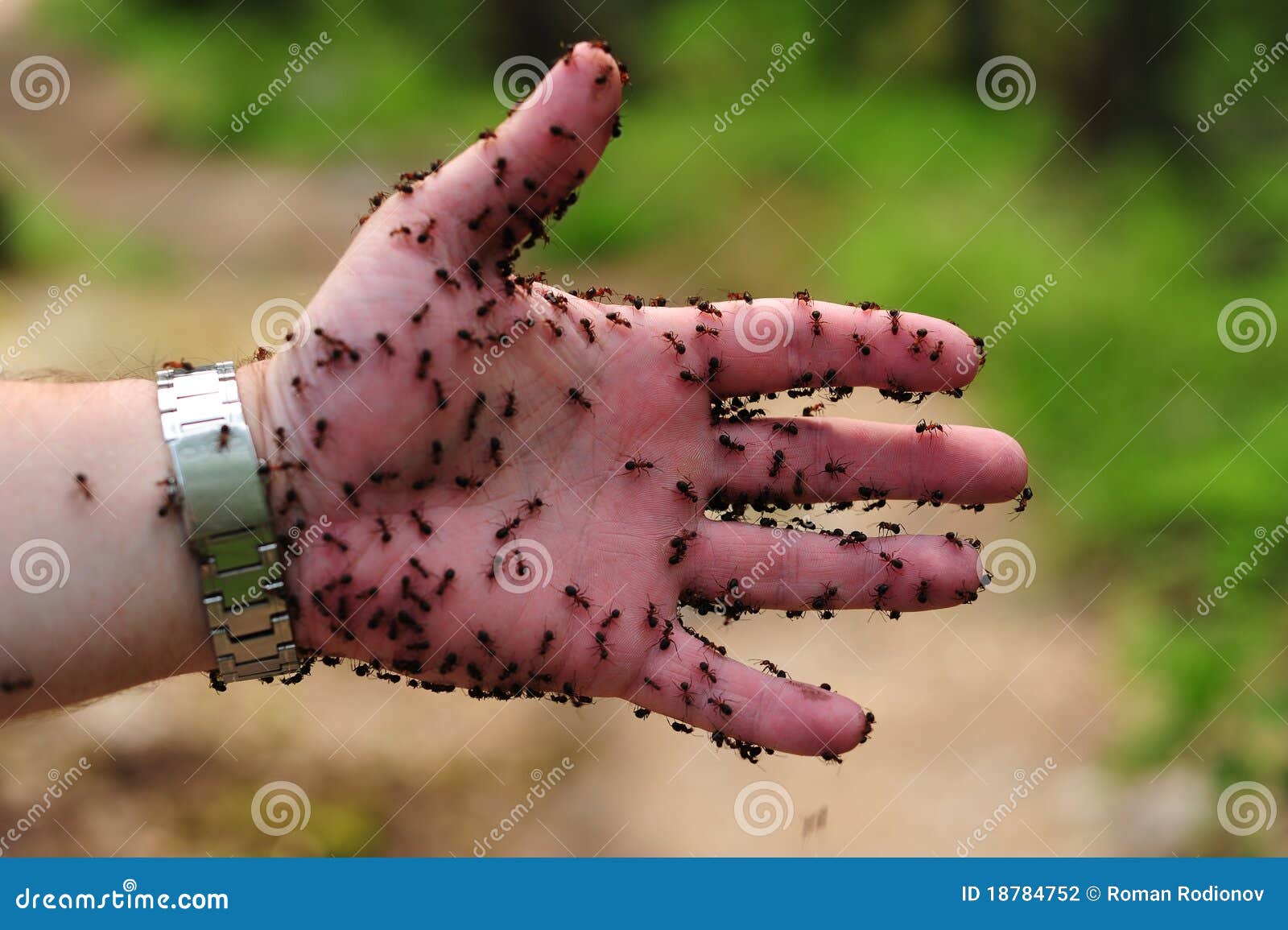 Man s hand with ants stock photo. Image of interesting - 18784752