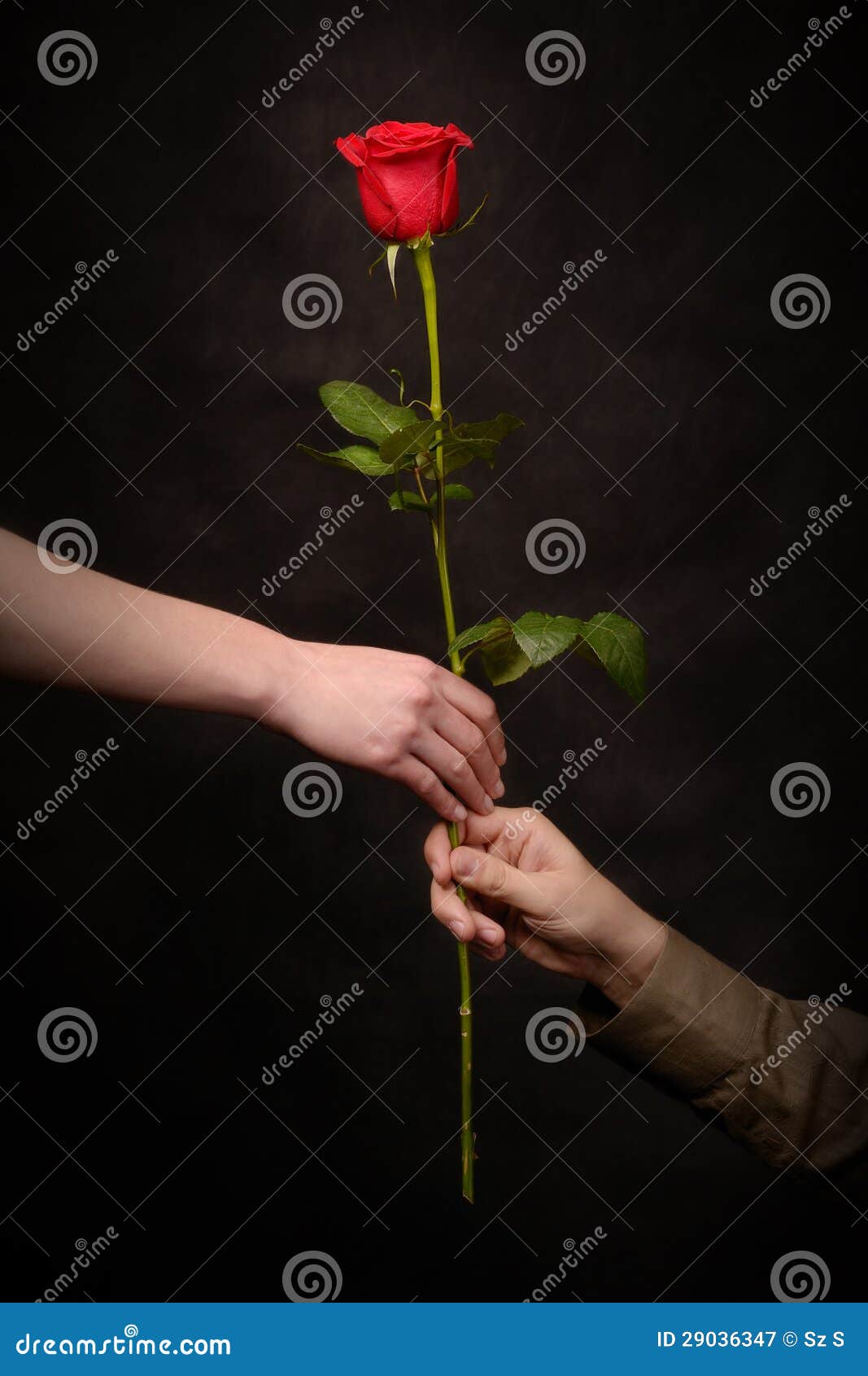 Man s hand giving a rose stock image. Image of romance - 29036347