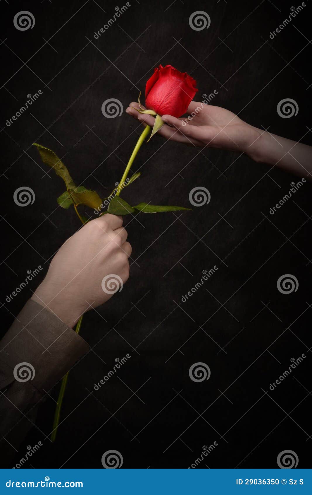 Man s hand giving a rose stock photo. Image of holiday - 29036350