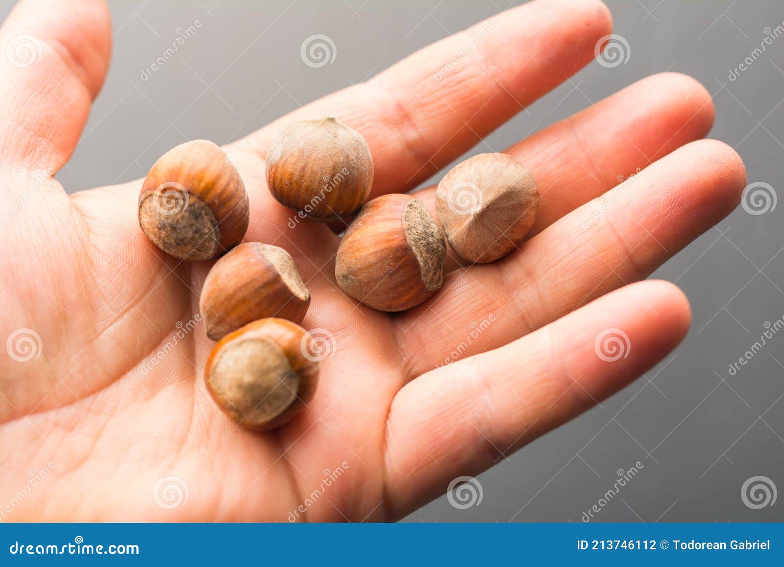 Man`s Hand with Hazelnuts on it Close-up Stock Photo - Image of fresh ...