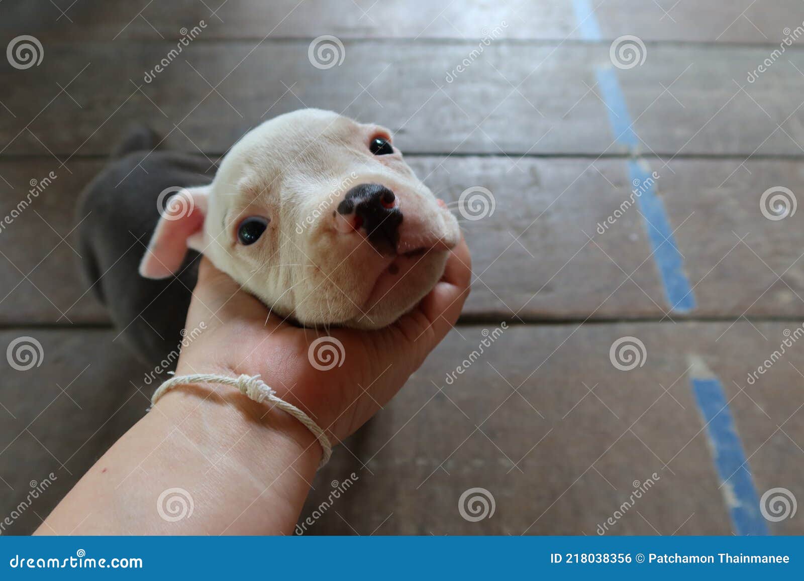 Man`s Hand Held the Face of a Cute Little Dog Looking with Pitiful Eyes ...