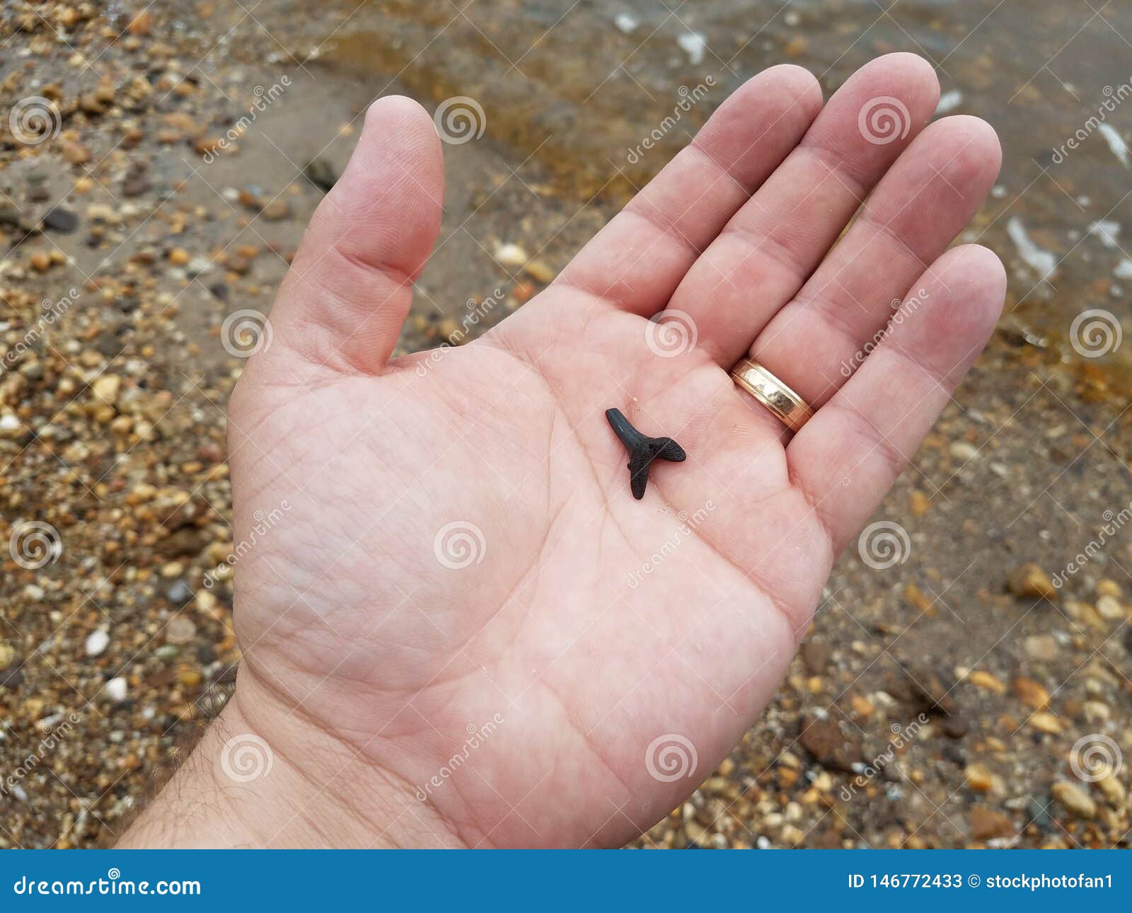 Man`s Hand Holding Fossilized Shark Tooth on the Beach Stock Image ...