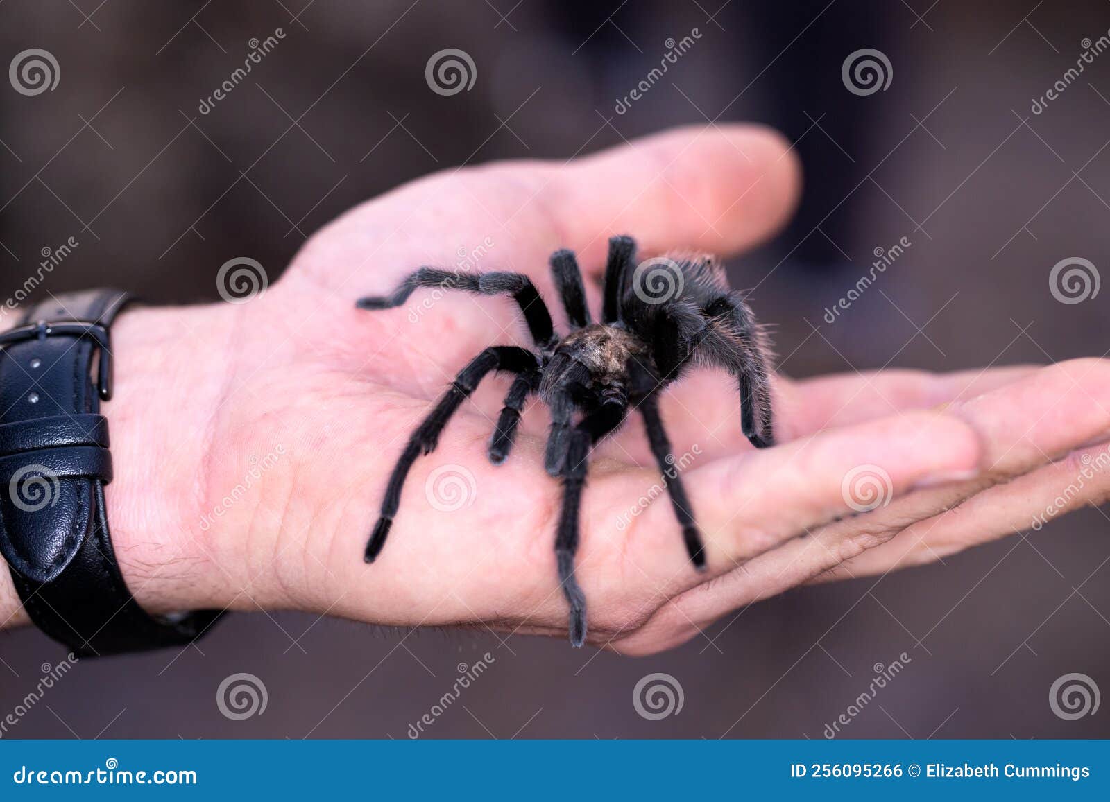 Man& X27;s Hand Holding Hairy Wild Black Tarantula Stock Photo - Image ...