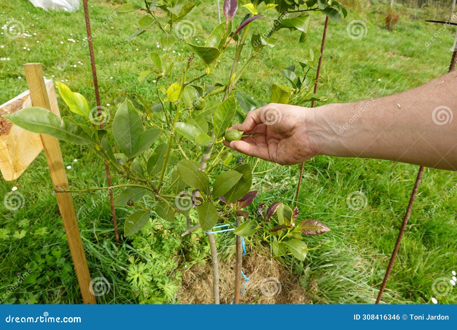 Man S Hand Holding Small Lemon Fruit in a Lemon Tree with Frost Burned ...