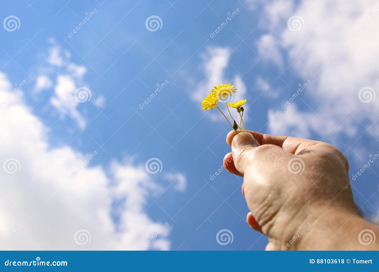 Man& X27;s Hand Holding Spring Flower. Stock Photo - Image of flower ...