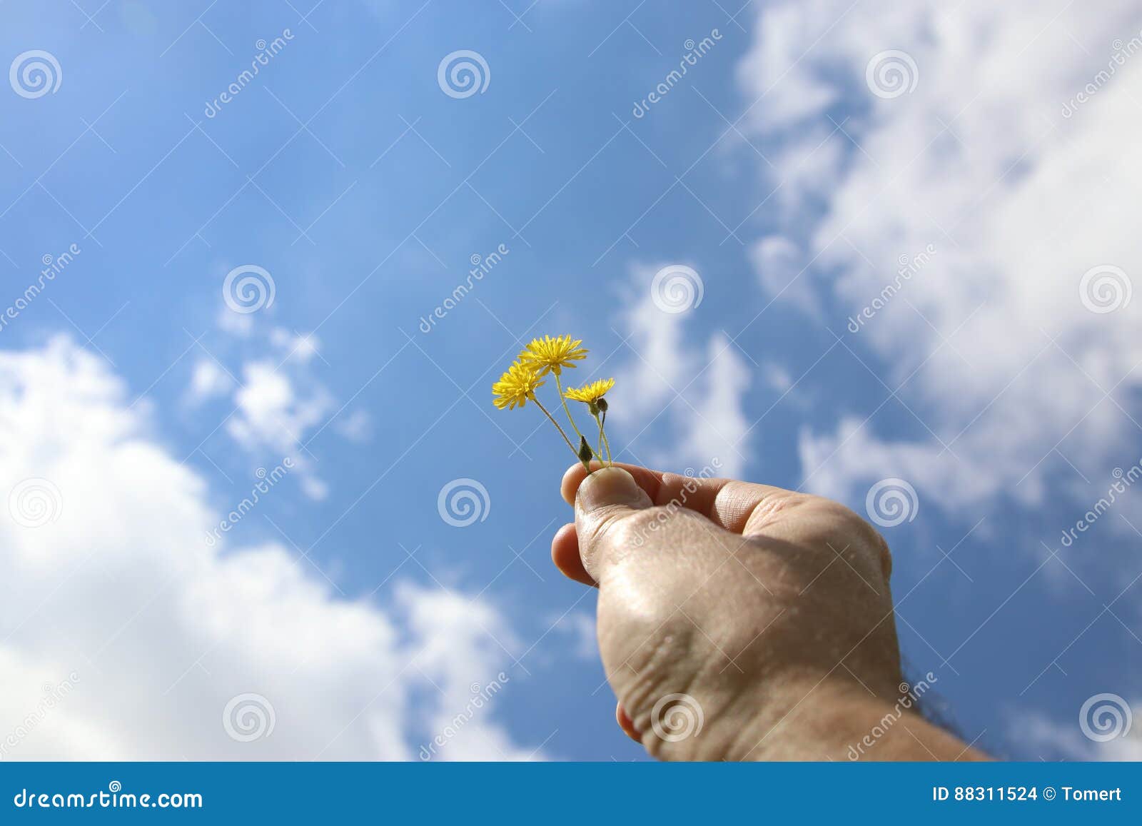 Man& X27;s Hand Holding Spring Flower. Stock Photo - Image of blue ...