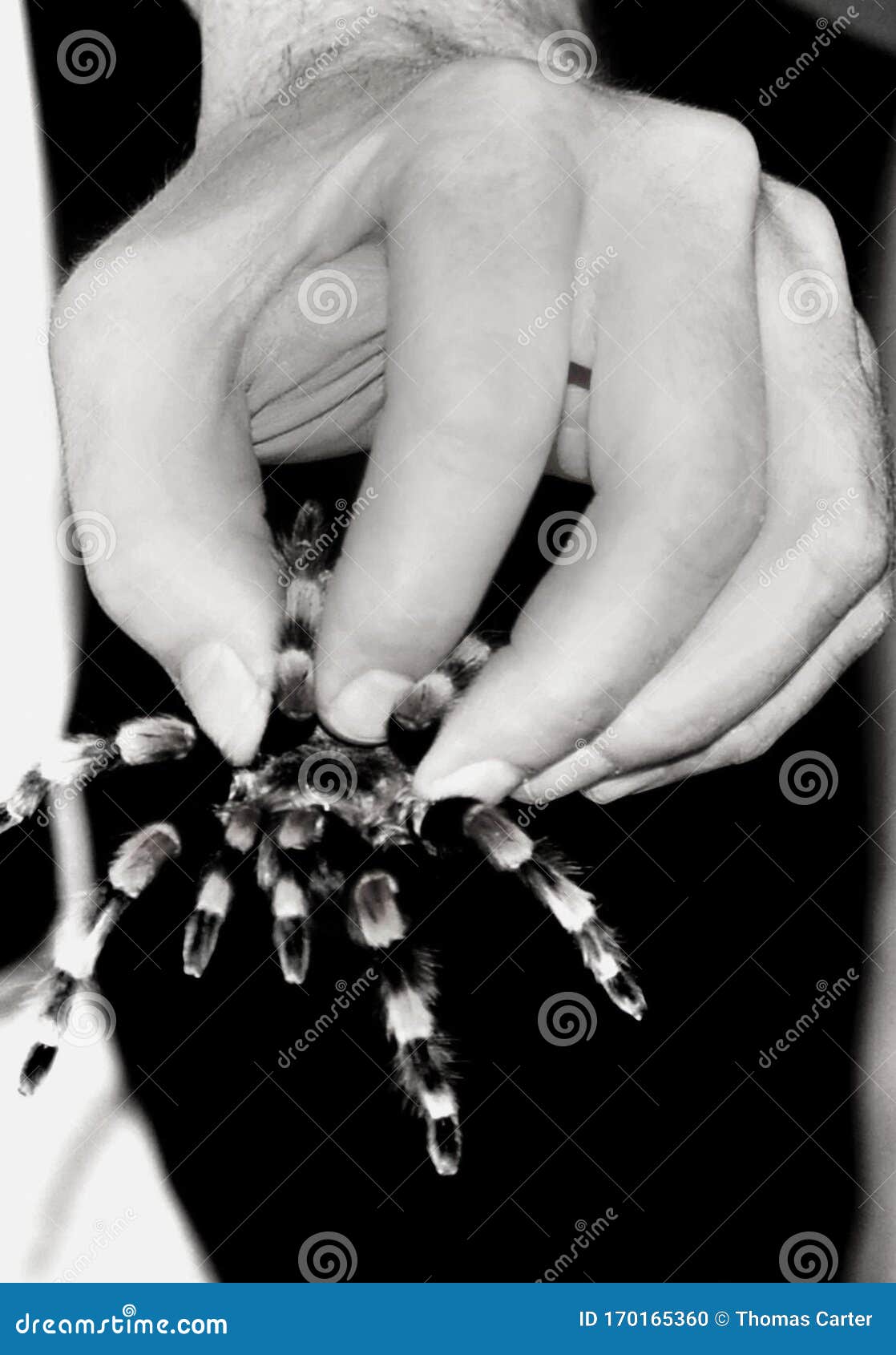 Man`s Hand Holding a Tarantula Stock Photo - Image of holding, insect ...