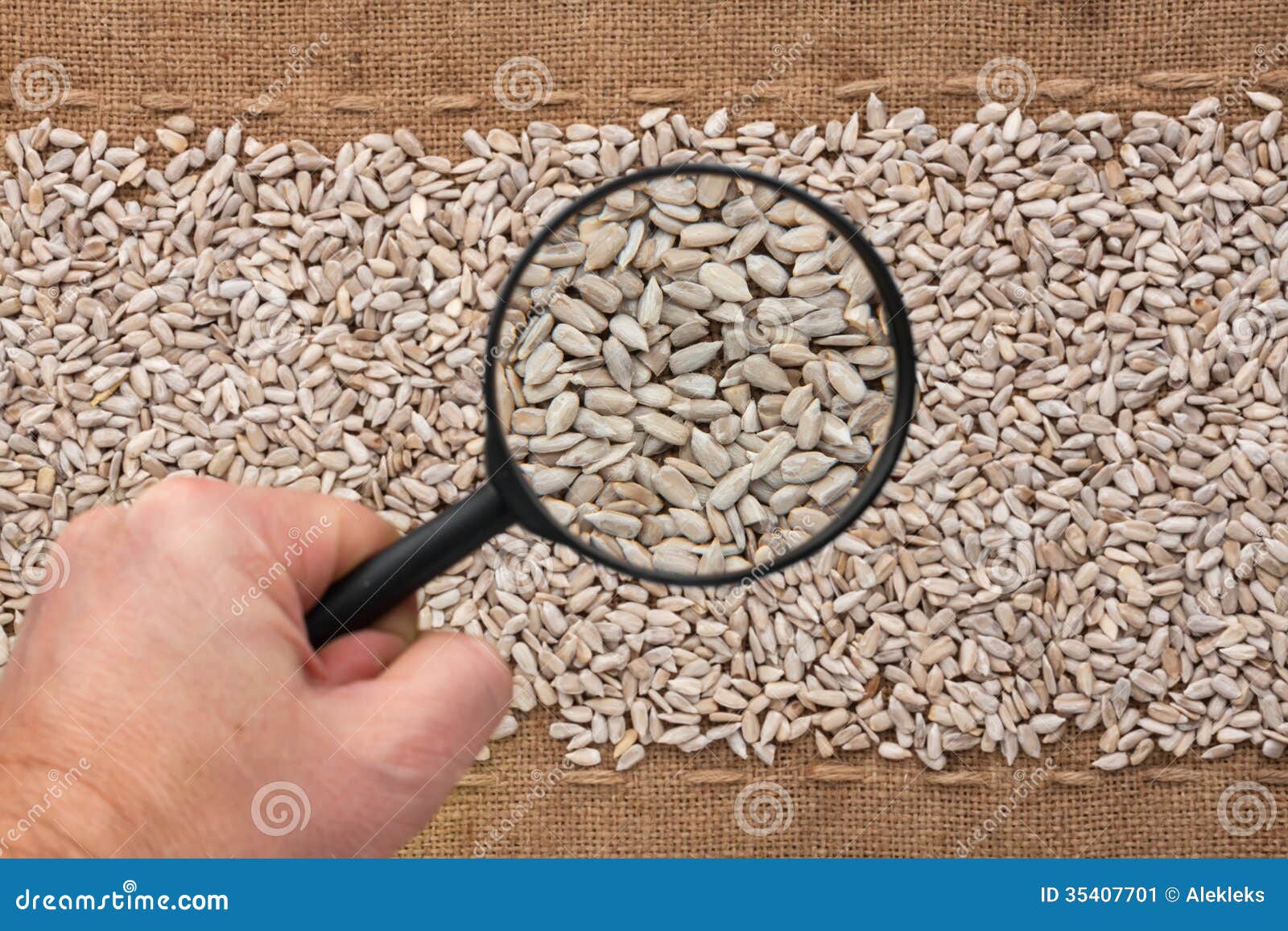 Man S Hand with Magnifying Glass Over Sunflower Seed Stock Image ...