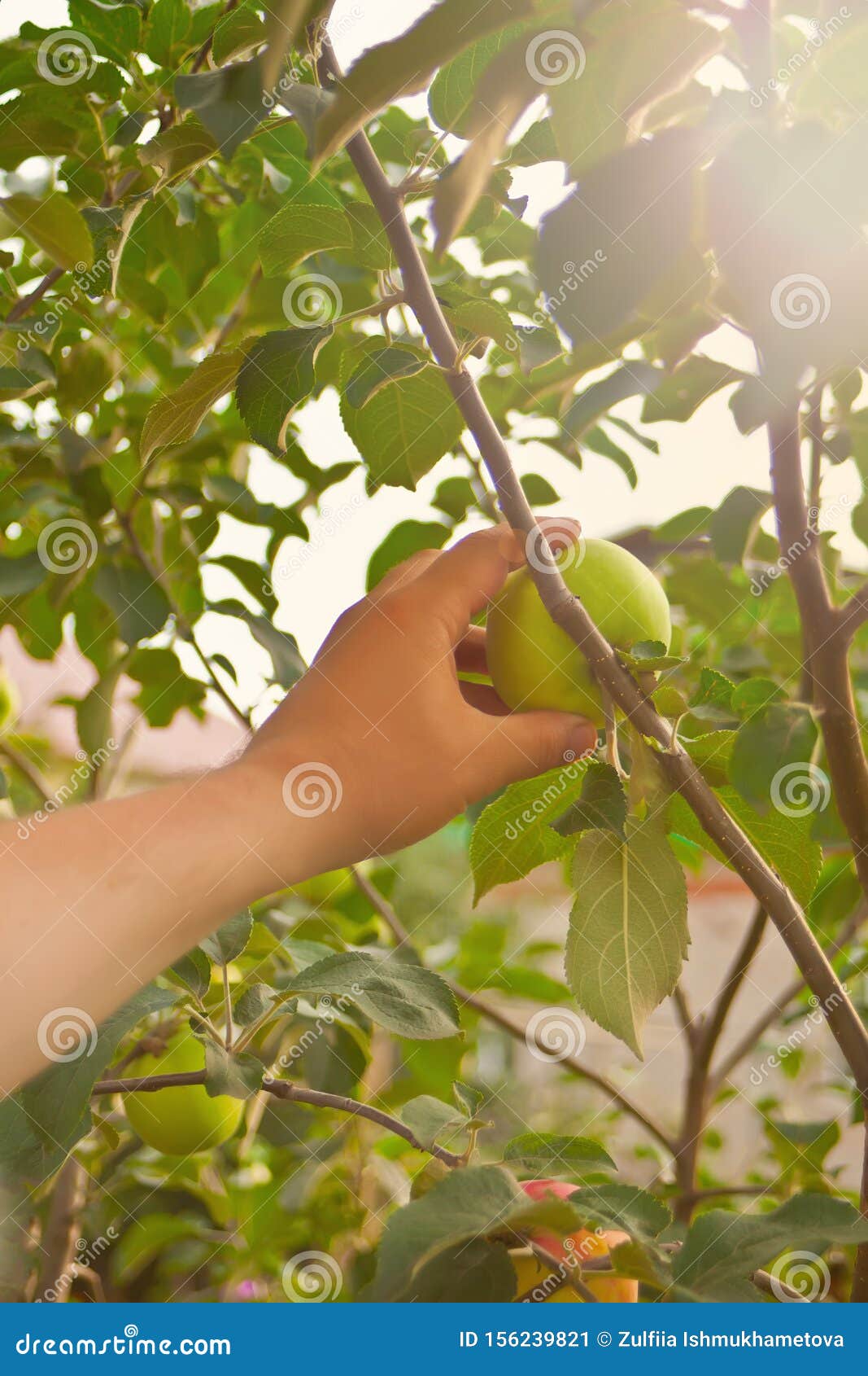 A Man`s Hand Picking an Apple from a Tree Stock Image - Image of close ...