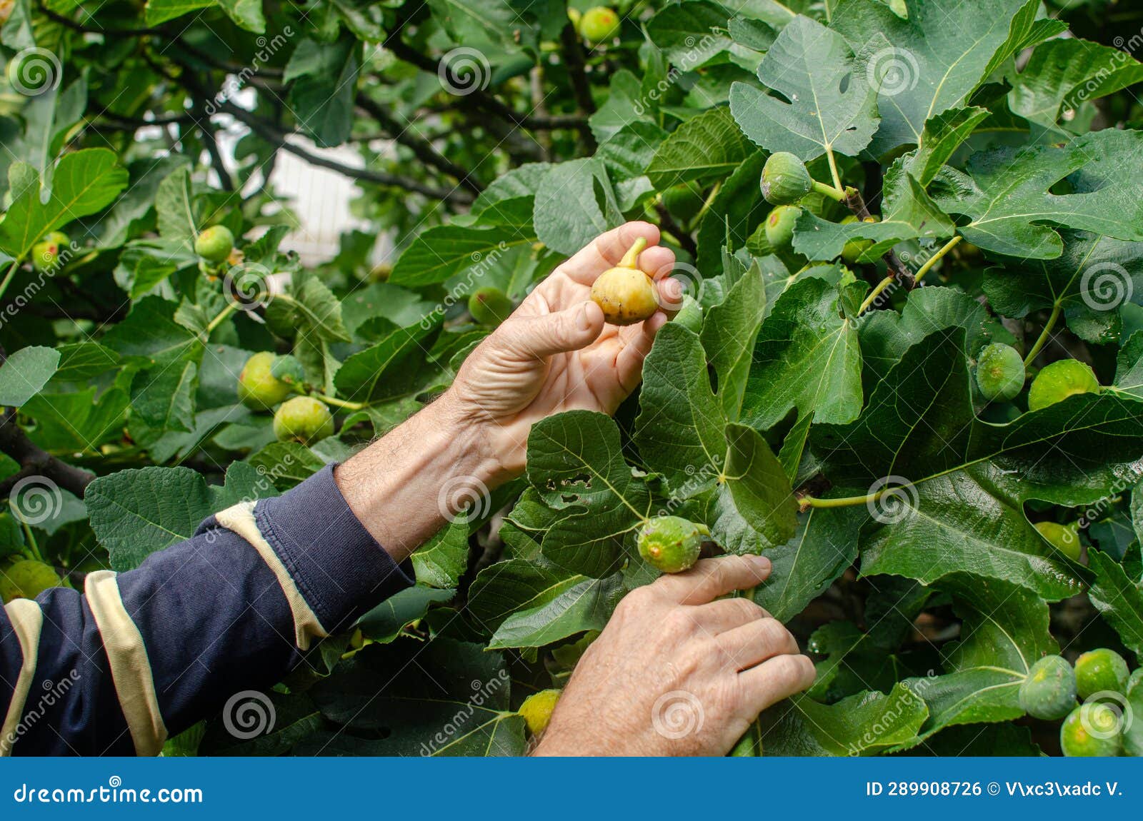 Man S Hand Picking a Fig from a Tree Stock Photo - Image of growing ...