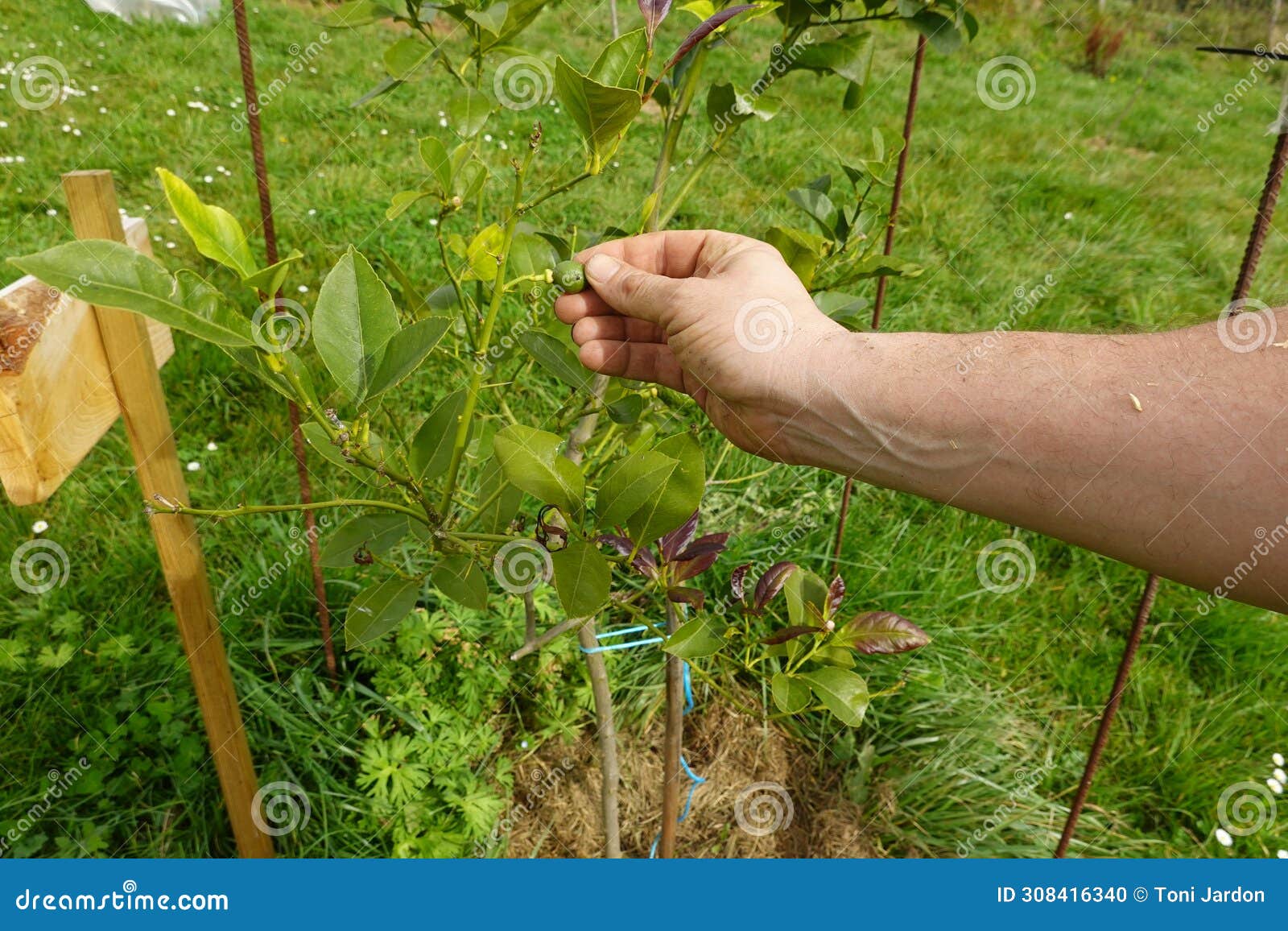 Man S Hand Picking Small Lemon Fruit. Removing Fruit from Lemon Tree in ...