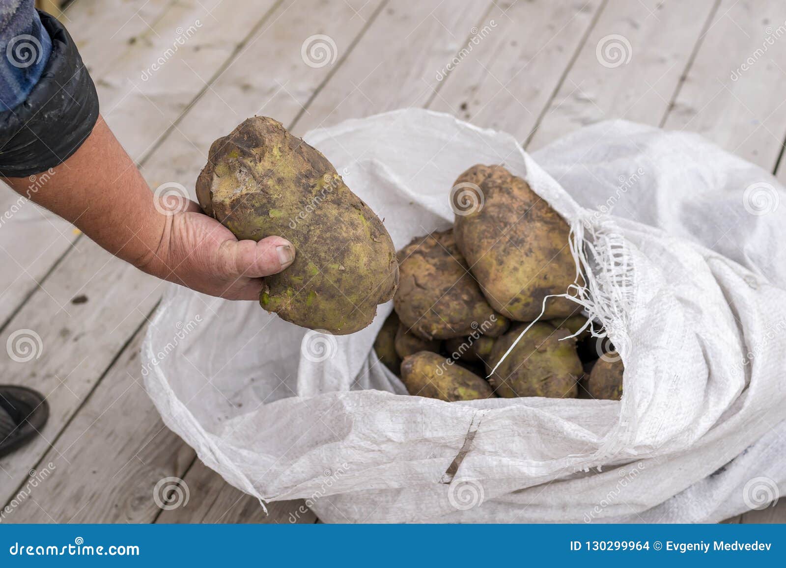 The Man`s Hand Pulls Out of the Bag a Huge Potato Stock Photo - Image ...