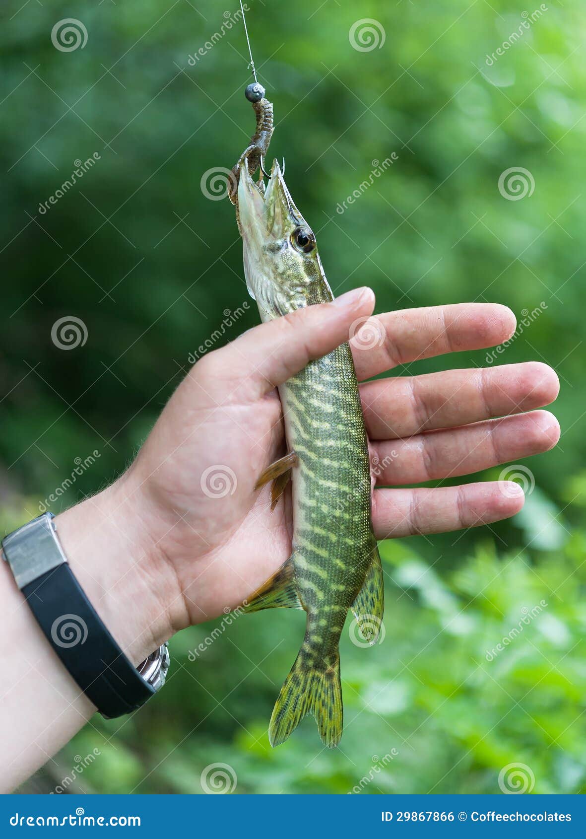Caught pike stock photo. Image of catching, nature, summer - 29867866