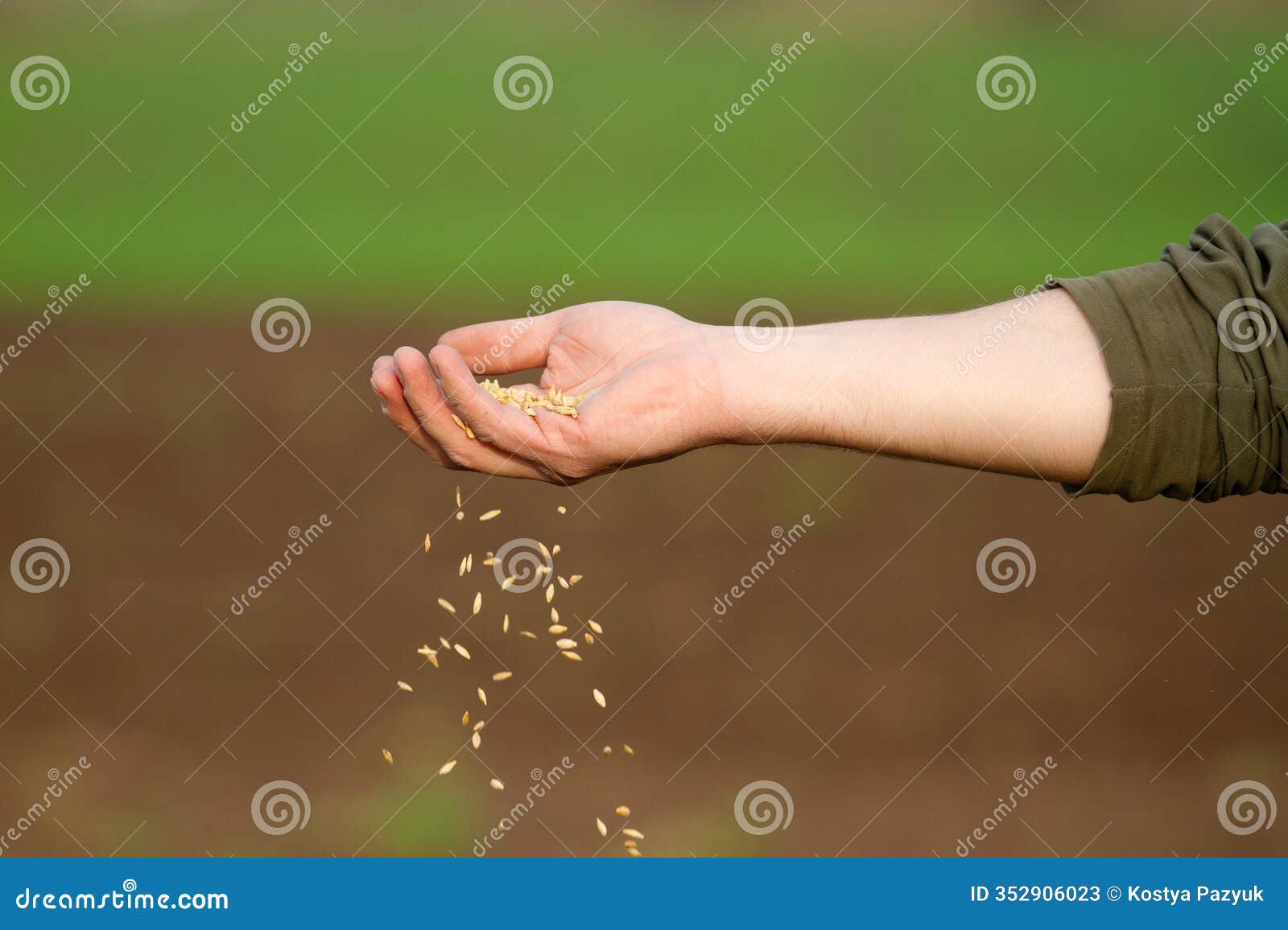 Man& X27;s Hand Sowing Grain in the Spring Stock Image - Image of maize ...