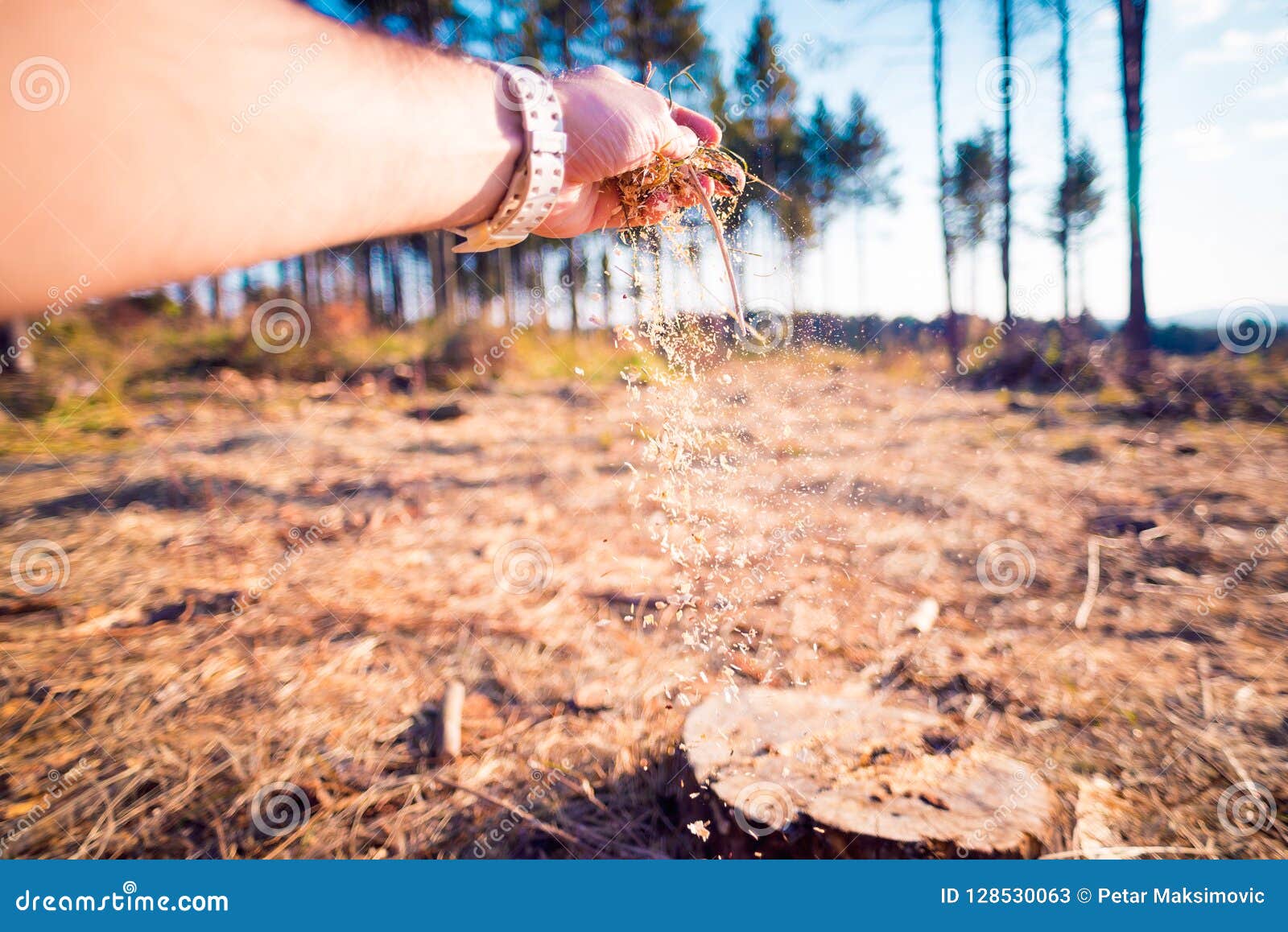 Man`s Hand Spreading Sawdust on the Field Stock Image - Image of ...