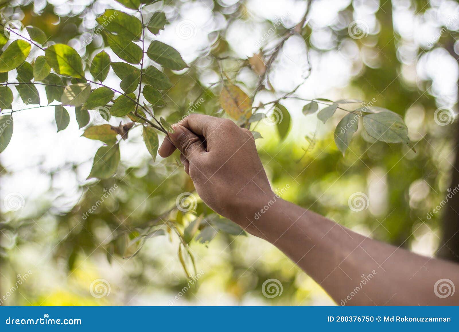 A Man& X27;s Hand Tightly Grips a Slender Tree Vine Stock Photo - Image ...