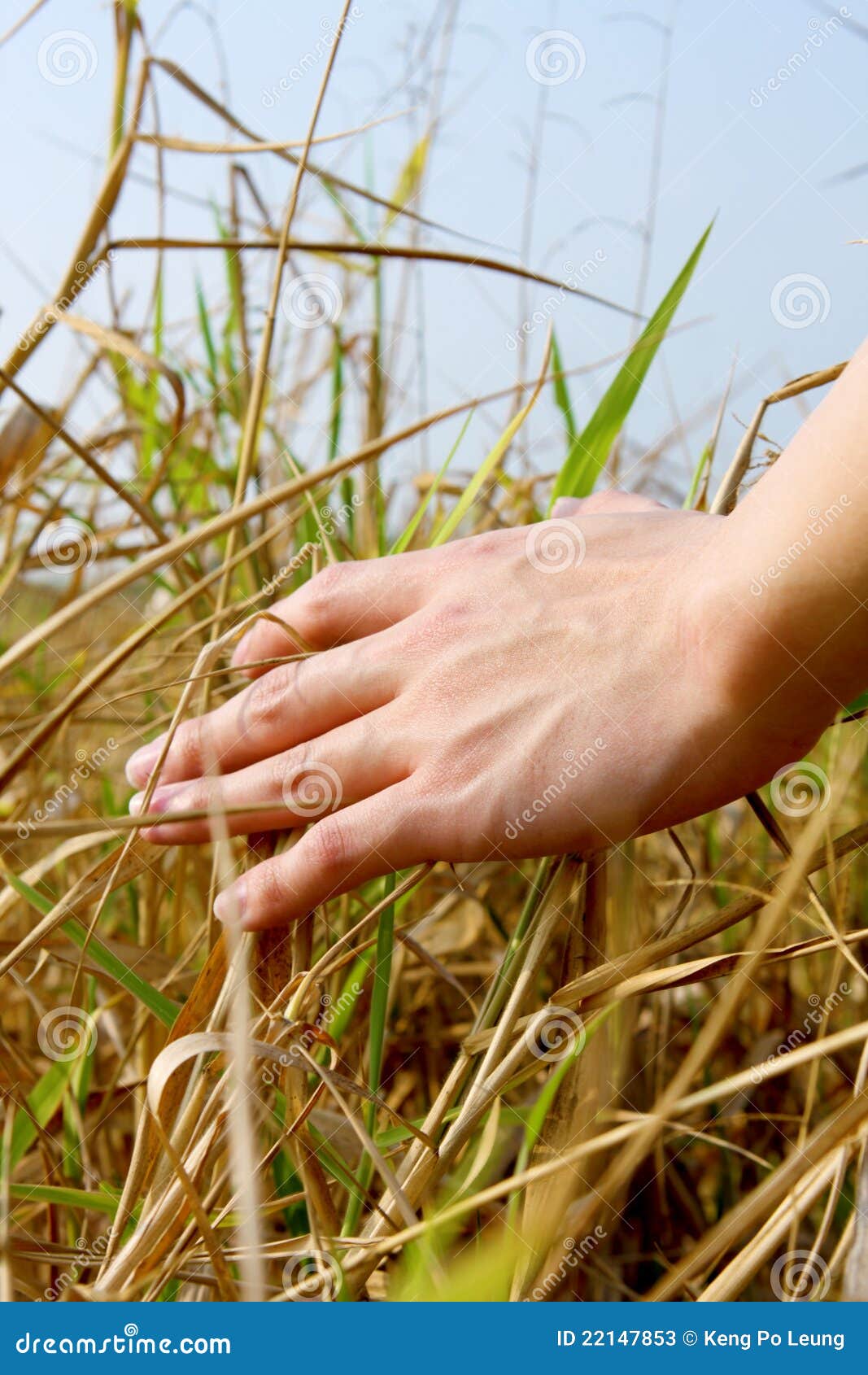 Man S Hand Touching the Grass, Feeling Nature Stock Image - Image of ...
