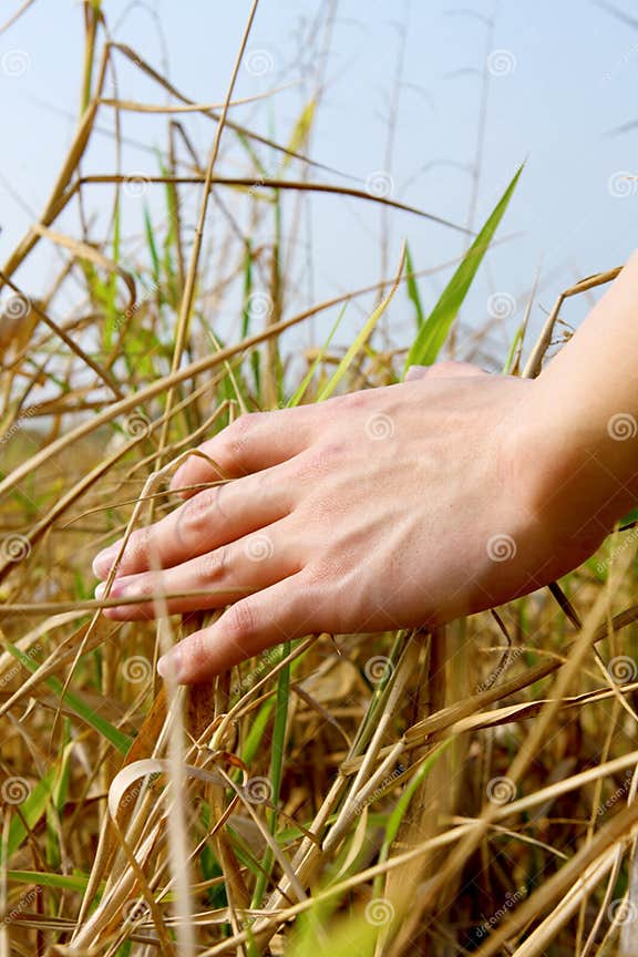 Man S Hand Touching the Grass, Feeling Nature Stock Image - Image of ...