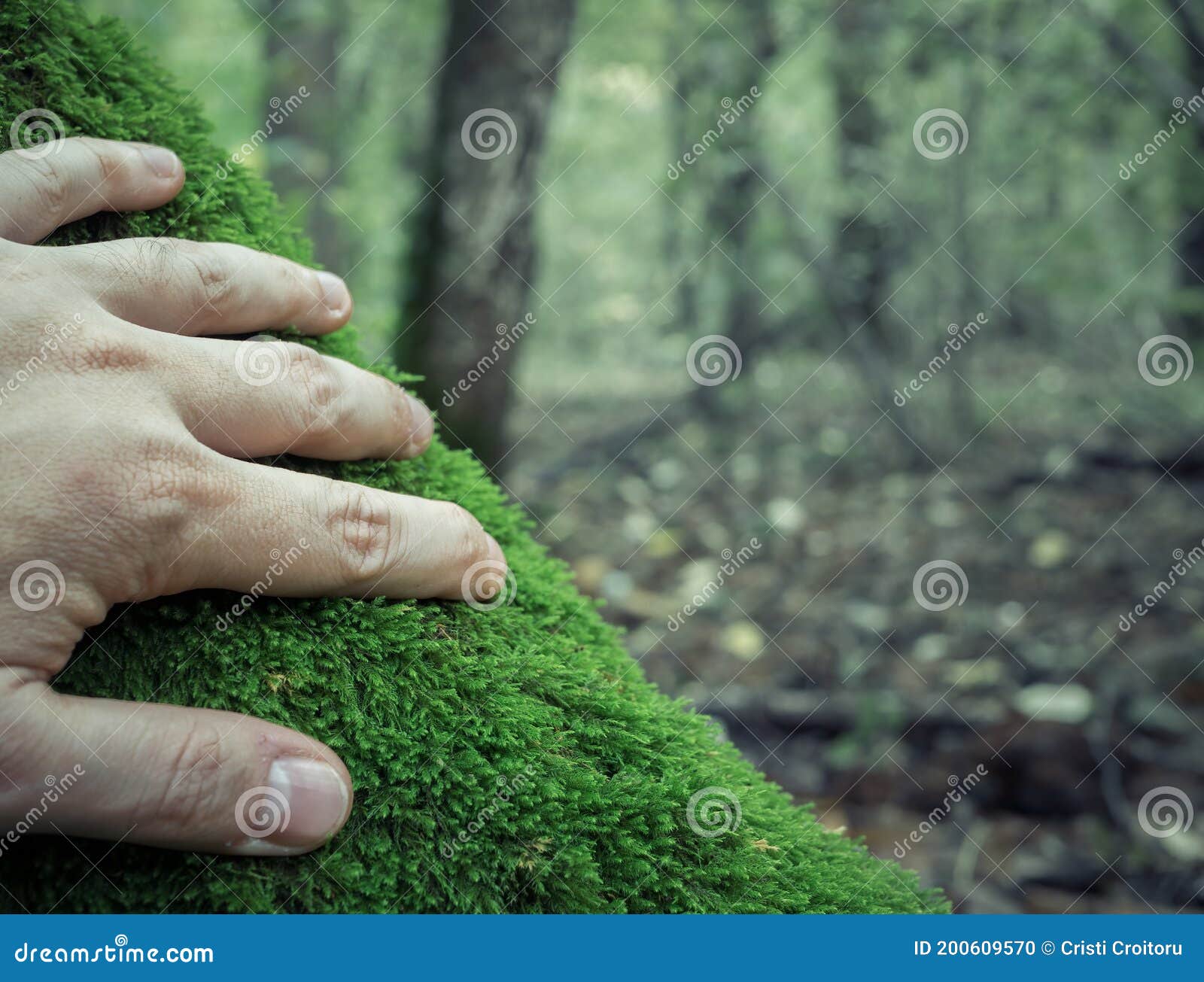 A Man`s Hand Touching the Green Moss in the Forest Stock Photo - Image ...