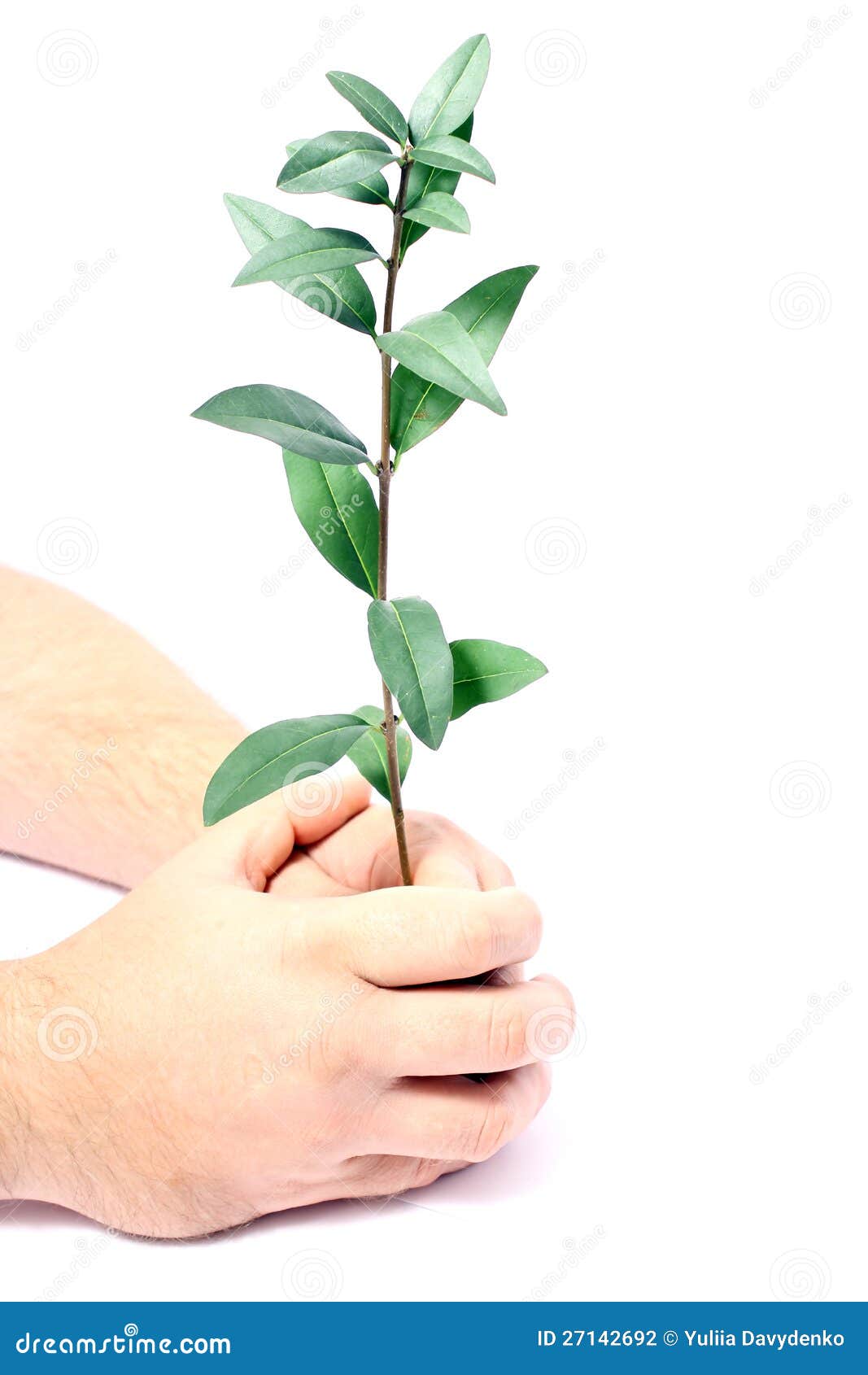 Man S Hands and Branch with Green Stock Photo - Image of hands, greens ...