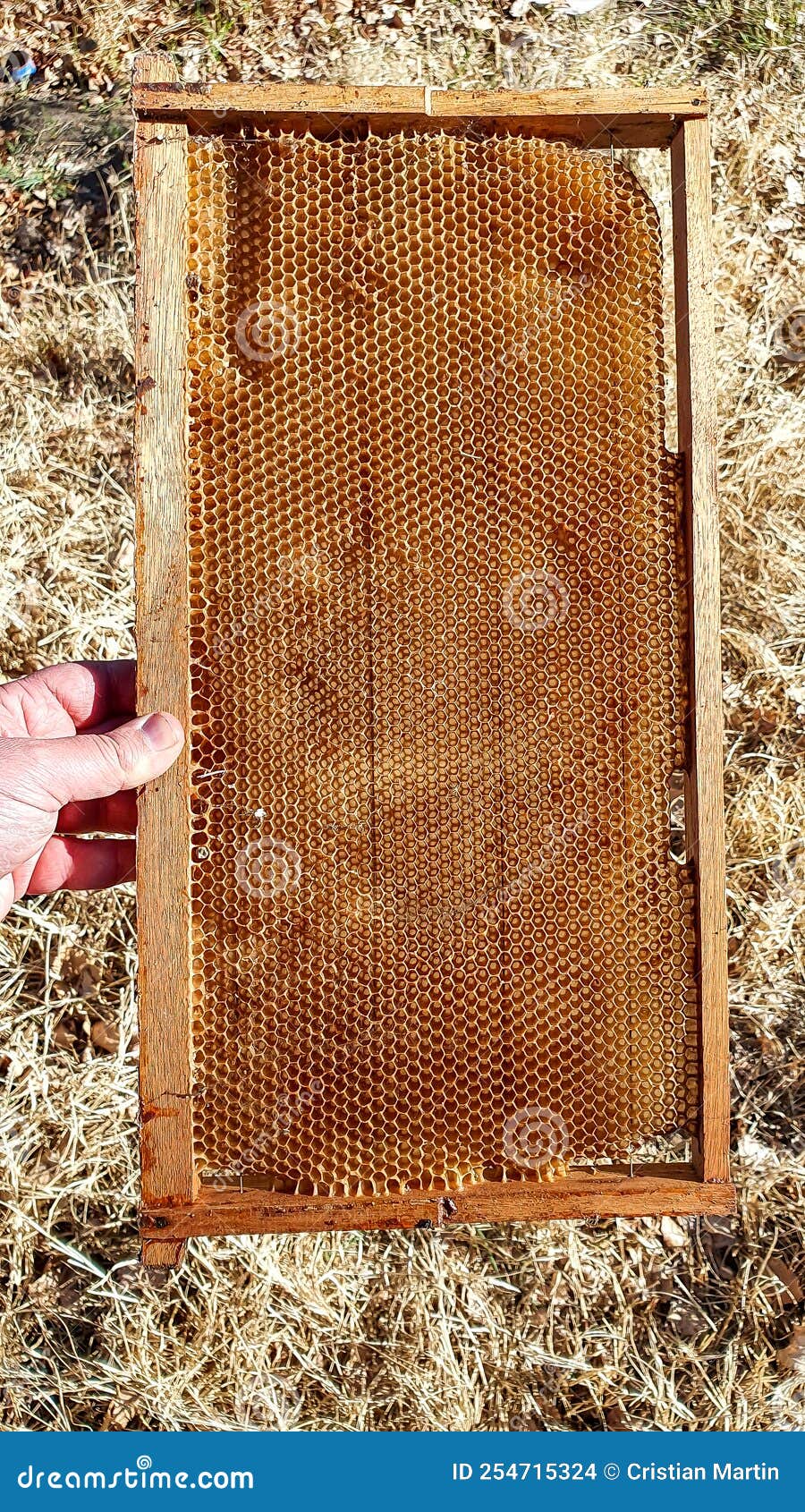 Man S Hands Checking Old Beehive Stock Photo - Image of hive, macro ...
