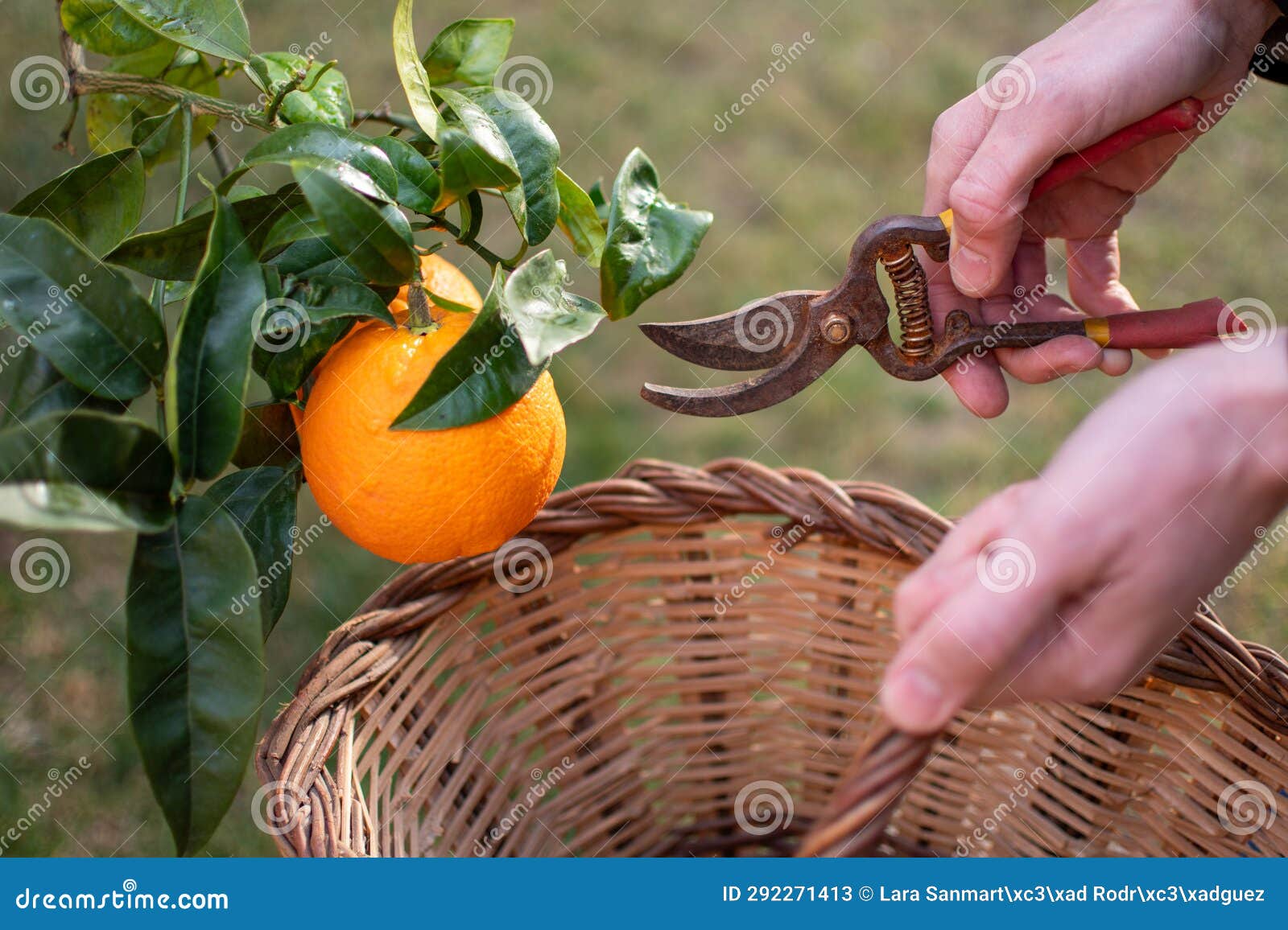 Man S Hands Collecting Fruits in a Wicker Basket with a Pruning Shears ...