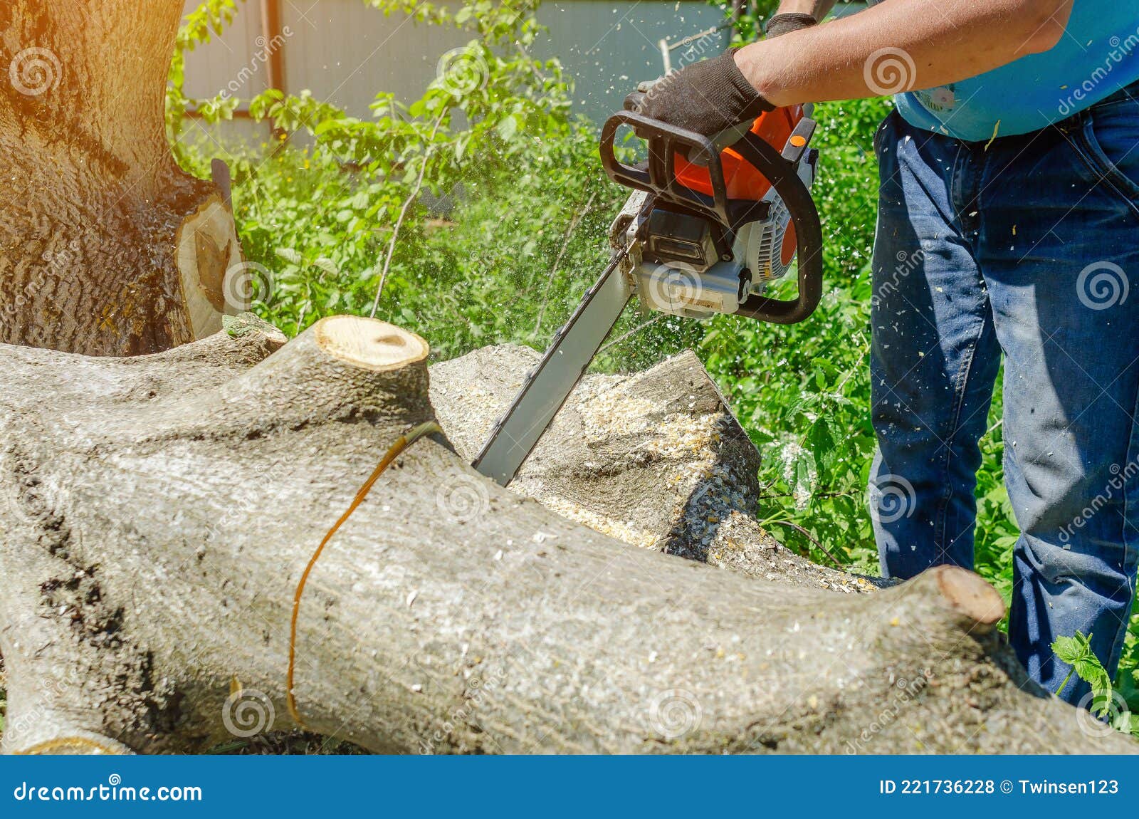 Man Hands Cut a Walnut Tree with a Chainsaw in the Backyard. the ...