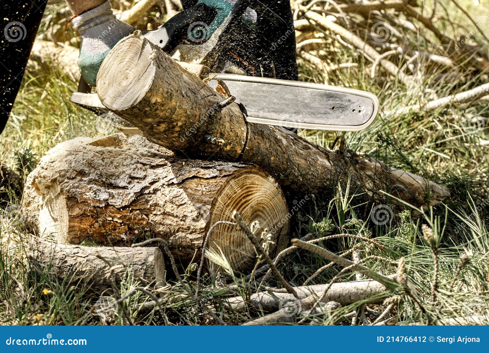 Cutting Pine Log With A Symmetrical Cross-section Royalty-Free Stock ...