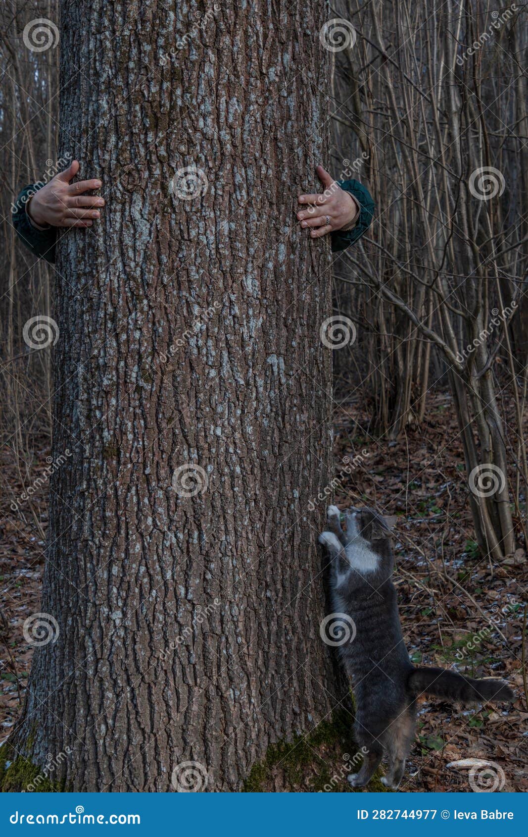 A Man S Hands Grabbed a Tree Trunk. the Cat is Crawling in a Tree Stock ...
