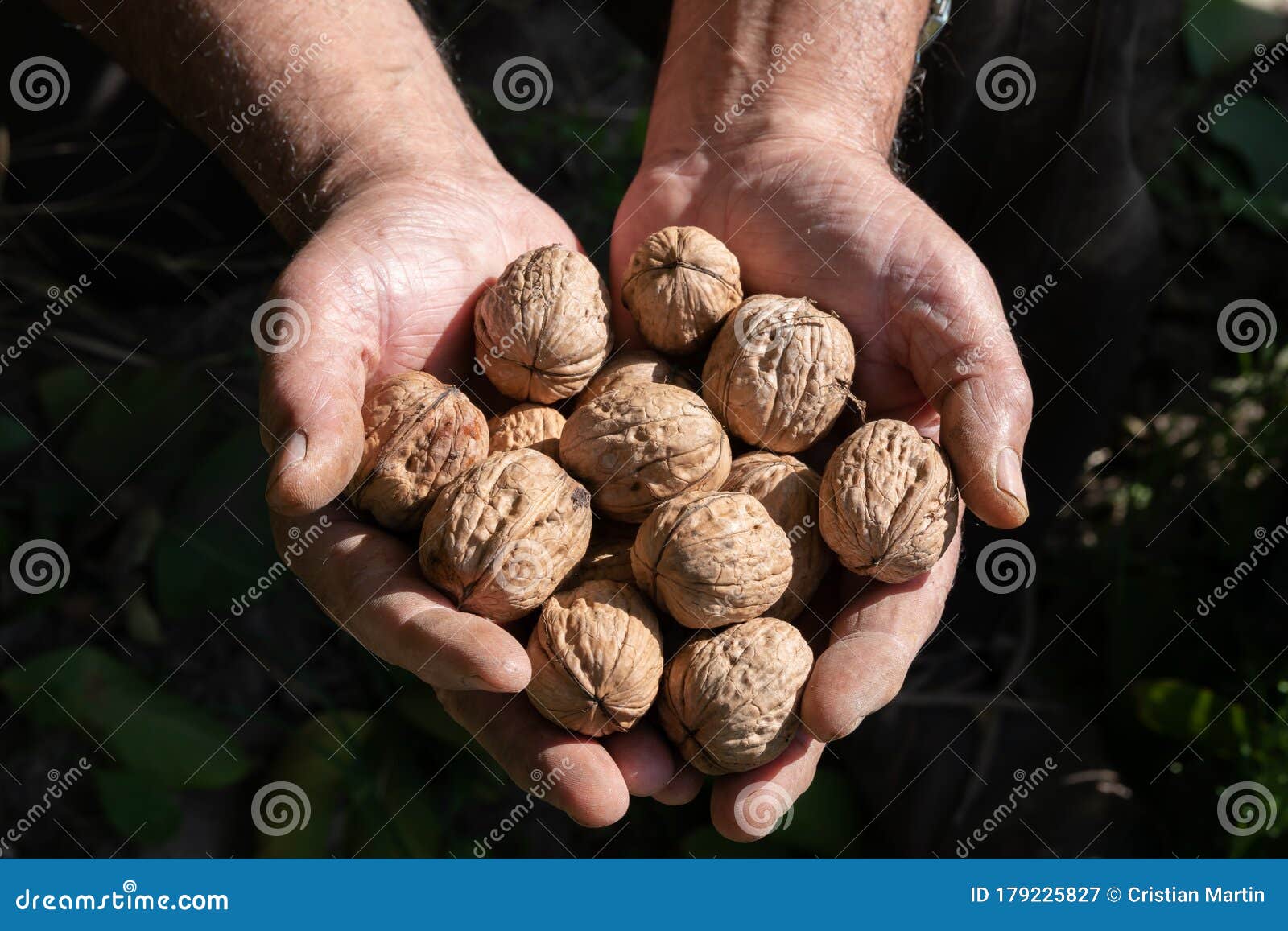 Man`s Hands with Handful of Walnuts Stock Image - Image of composition ...